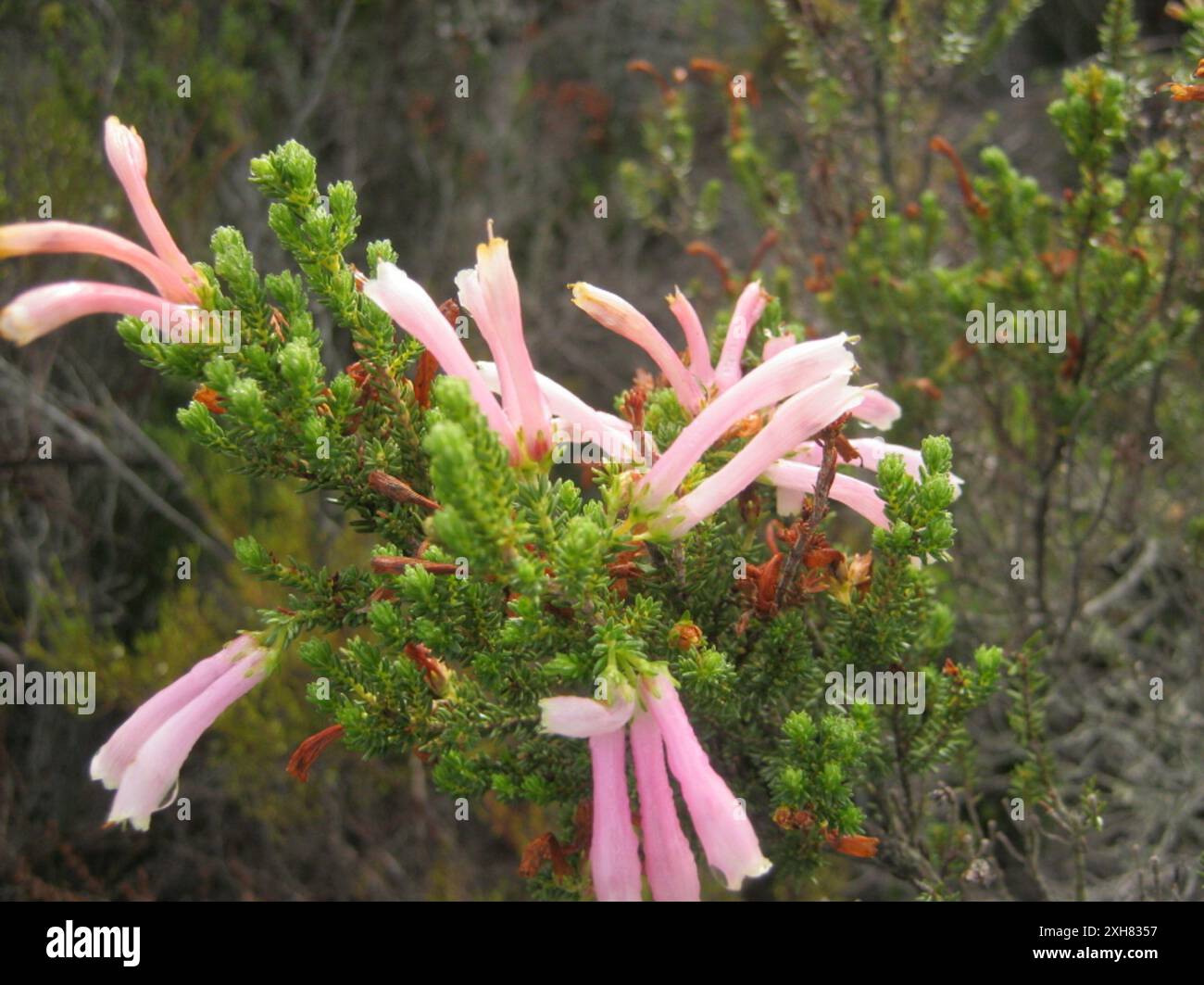 Erica versicolor hi-res stock photography and images - Alamy