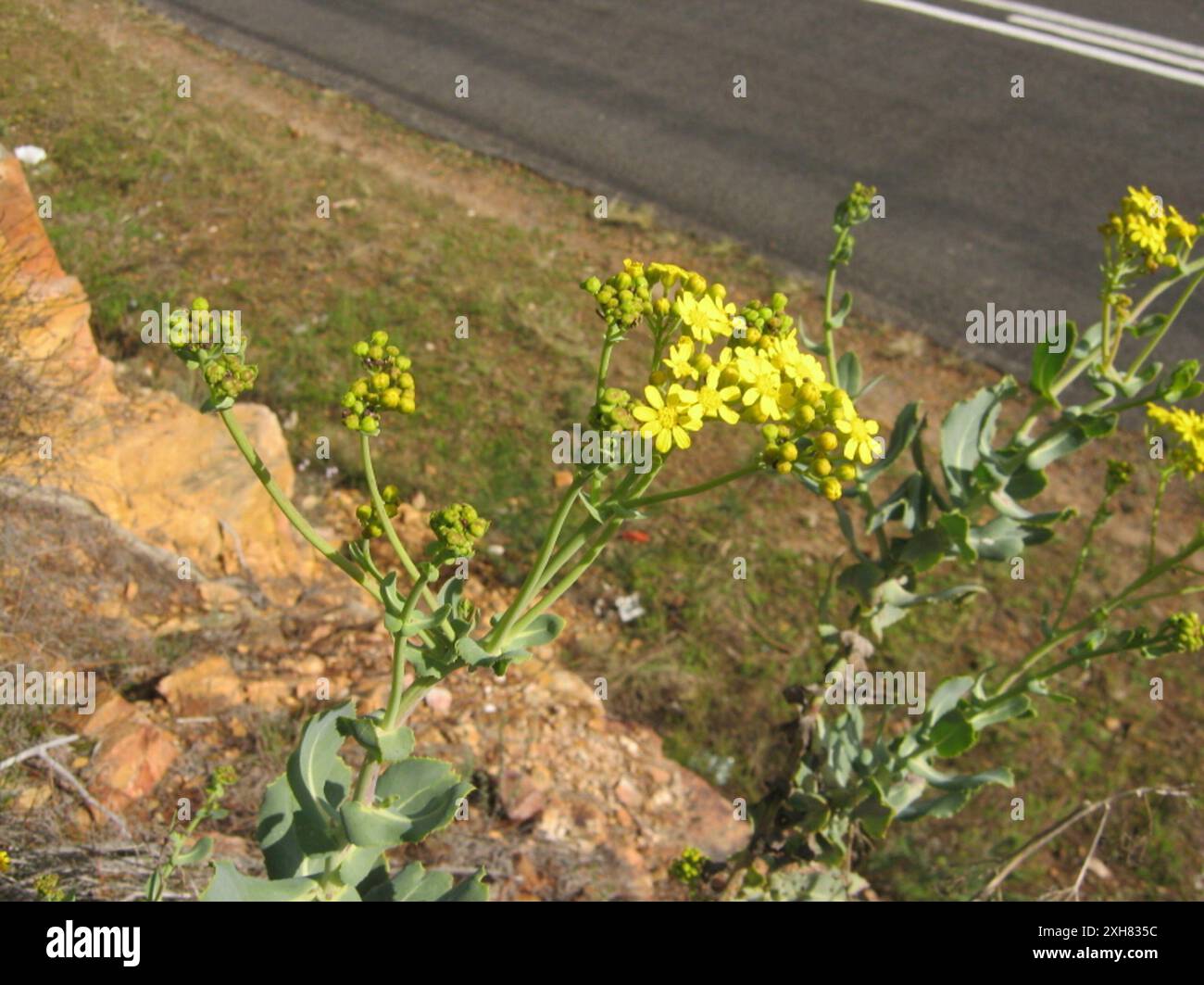 Poorflower Babooncabbage (Othonna parviflora) Herold above Camfer ...