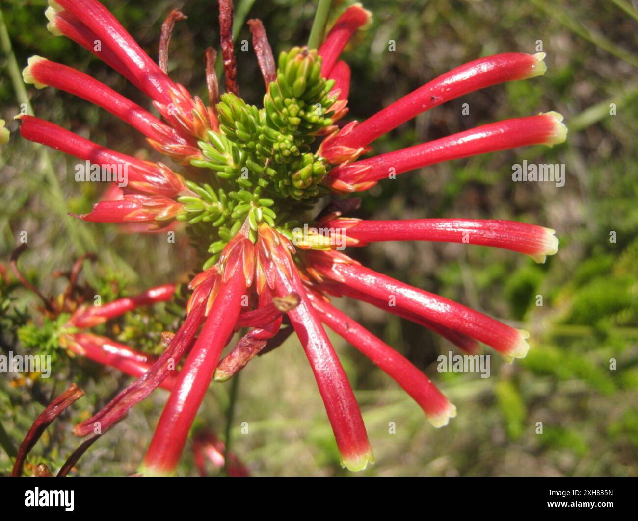 Coppice Discolorous Heath (Erica discolor discolor) Fynbos Reserve in ...