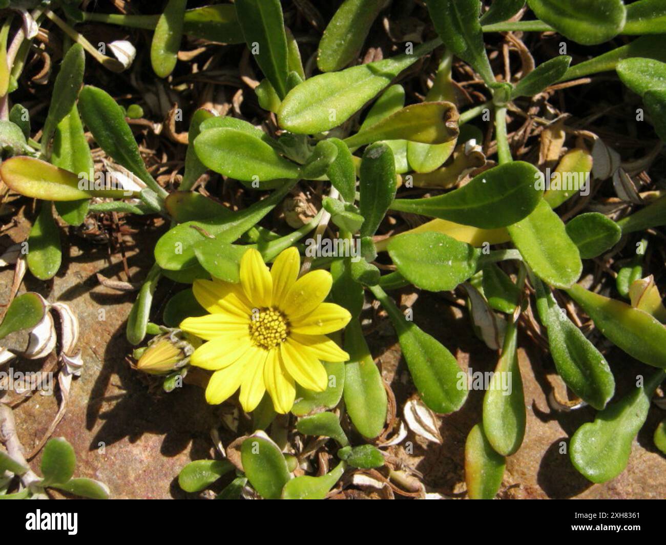 Greenleaf Trailing Gazania (Gazania rigens uniflora) Island Beach ...