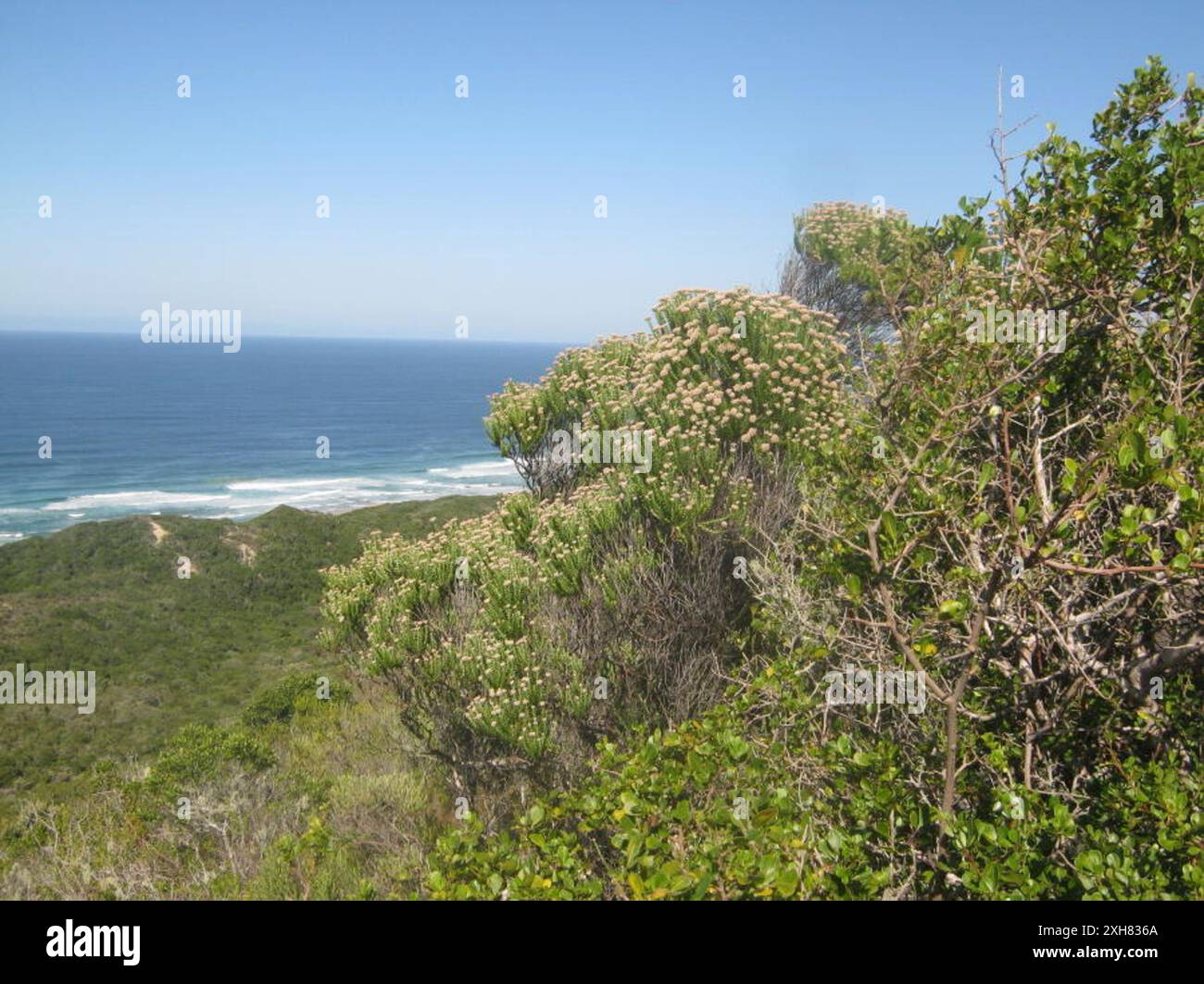 White bristle bush (Metalasia muricata) Goukamma Nature Reserve Stock ...