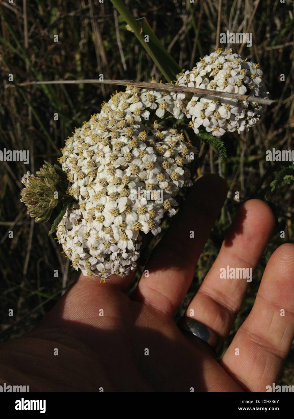 common yarrow (Achillea millefolium) San Pedro Valley County Park ...
