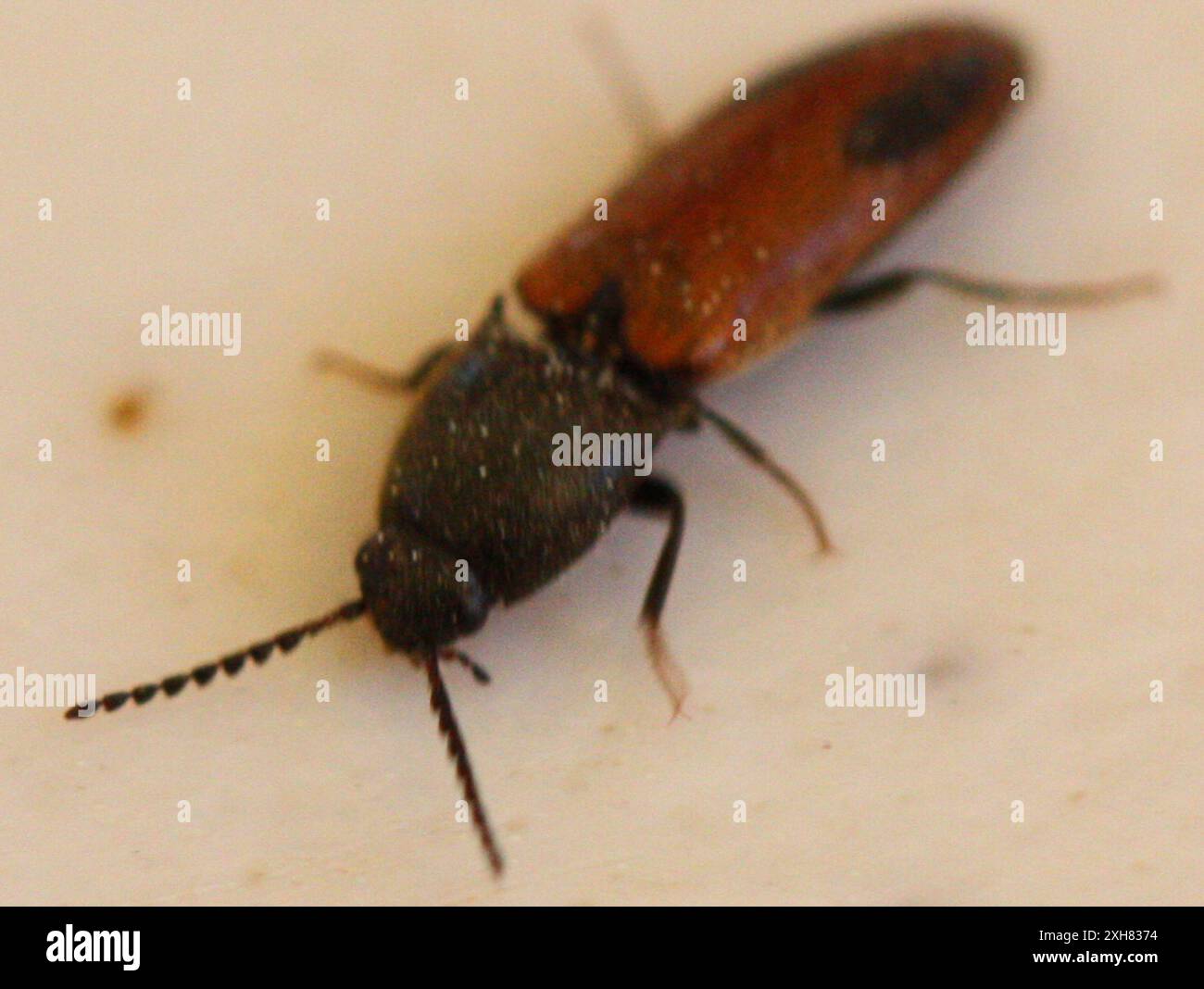 (Ampedus occidentalis) sagehen creek fieldstation Stock Photo - Alamy