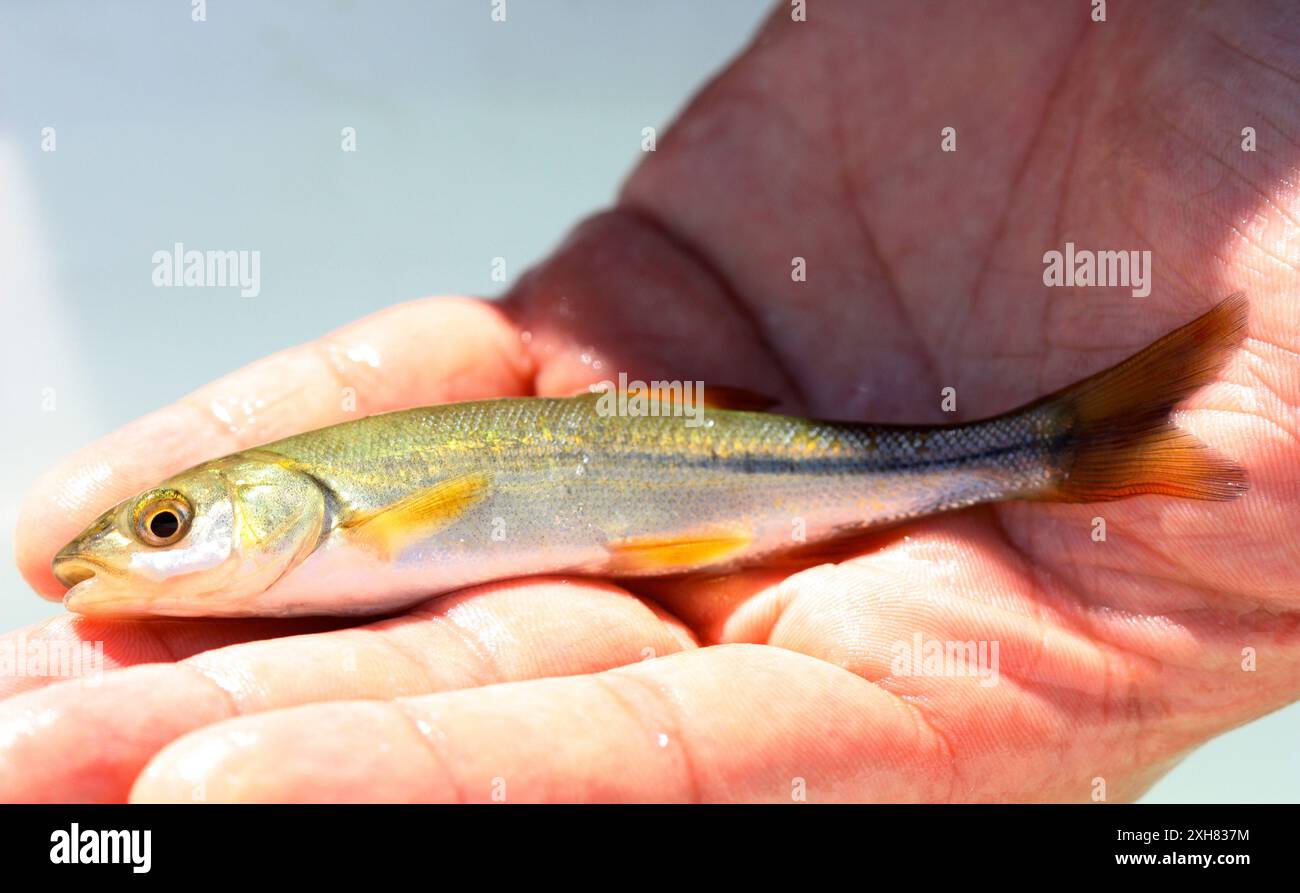 Mylopharodon conocephalus hi-res stock photography and images - Alamy