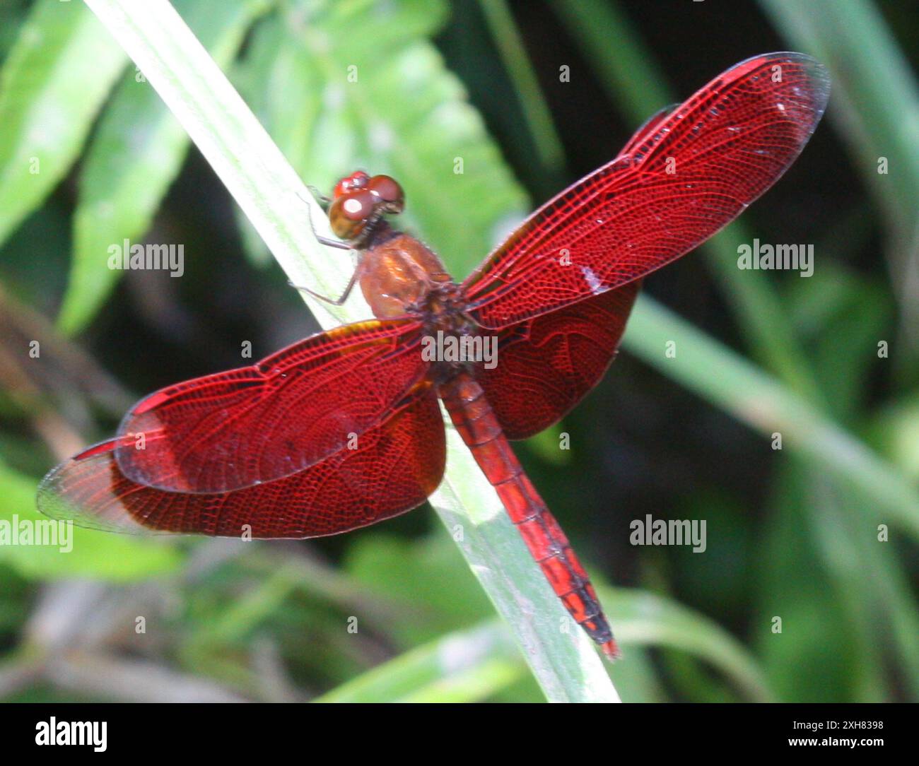 Red Percher (Neurothemis ramburii) Danum Valley Stock Photo - Alamy