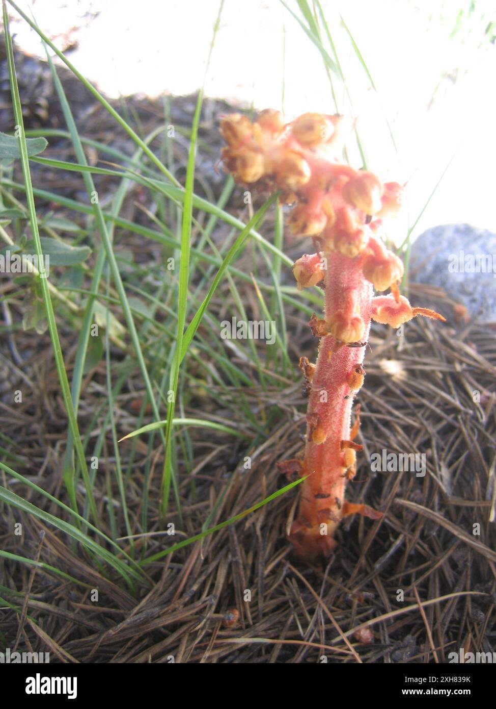 woodland pinedrops (Pterospora andromedea) , Inyo National Forest, Inyo ...