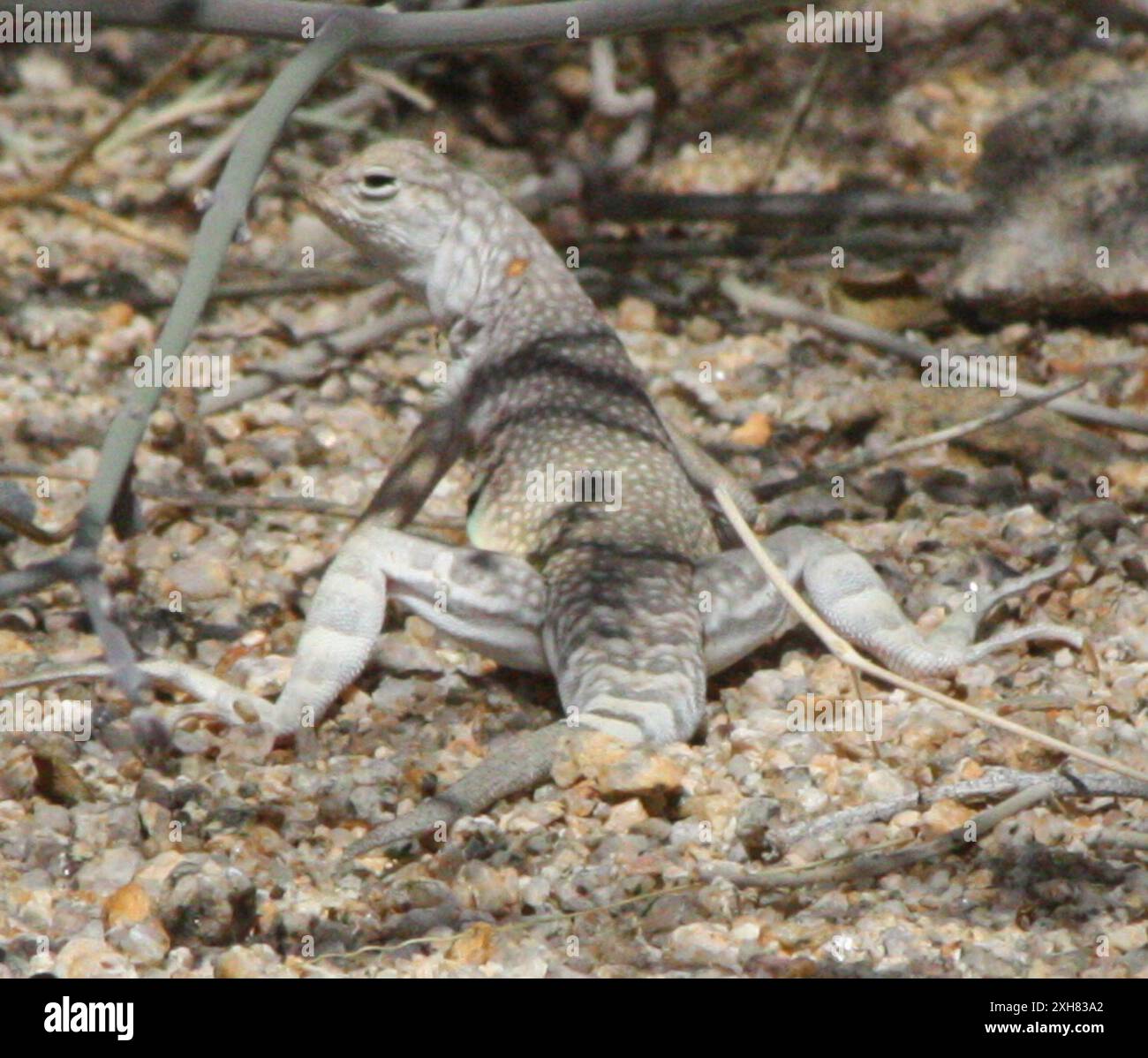 Zebra-tailed Lizard (Callisaurus draconoides) Joshua Tree National Park ...