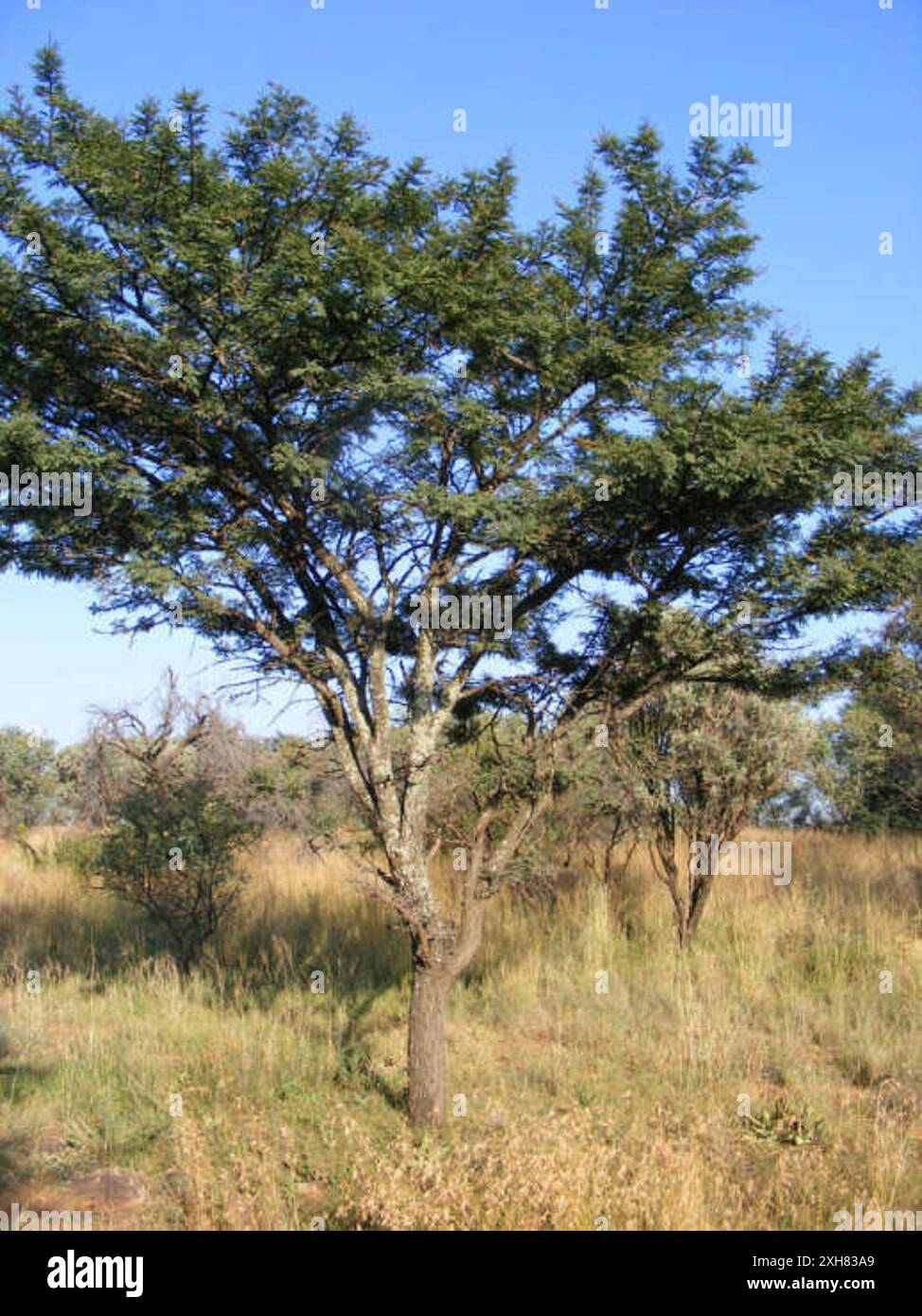 Robust Thorn (Vachellia robusta robusta) Vaal Reefs: Black Hills at ...