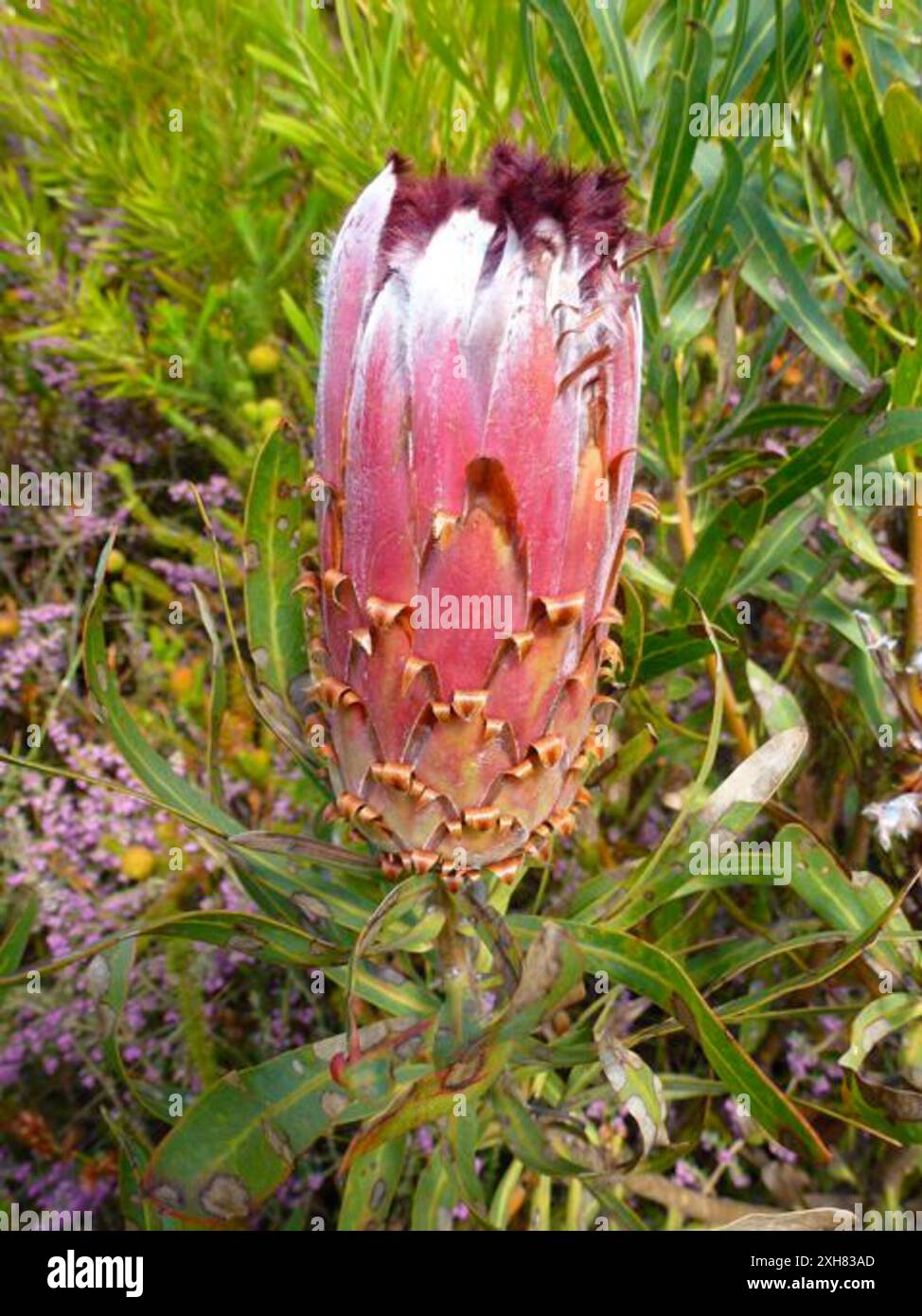 Oleander-leaf Protea (Protea neriifolia) , Rooiwaterspruit Hike: On the Rooiwaterspruit Hike in ...