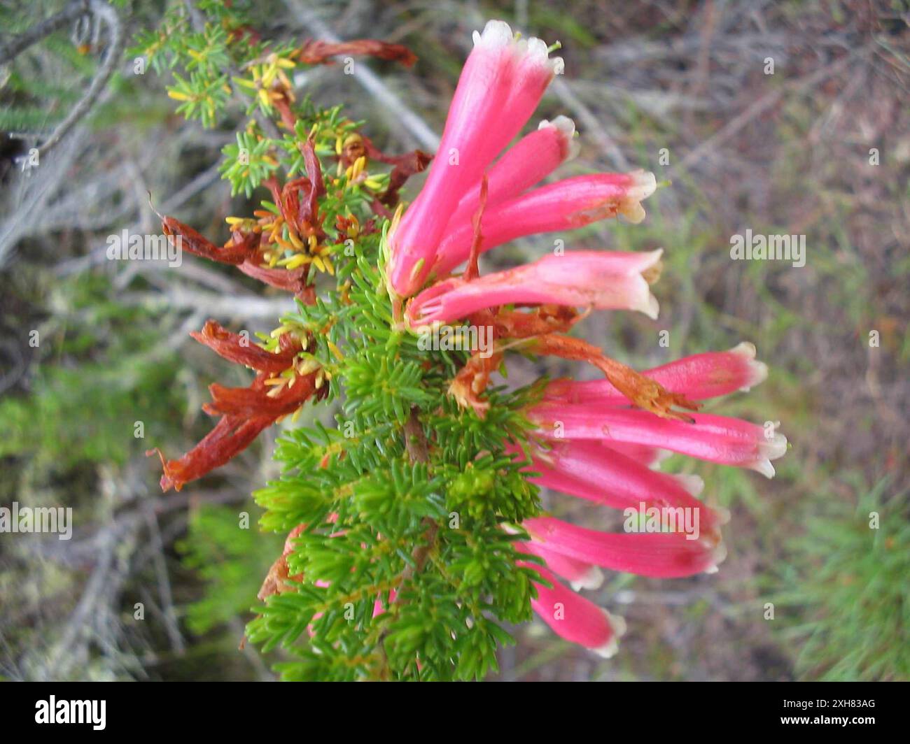 Coppice Discolorous Heath (Erica discolor discolor) , Dune Molerat Hike ...