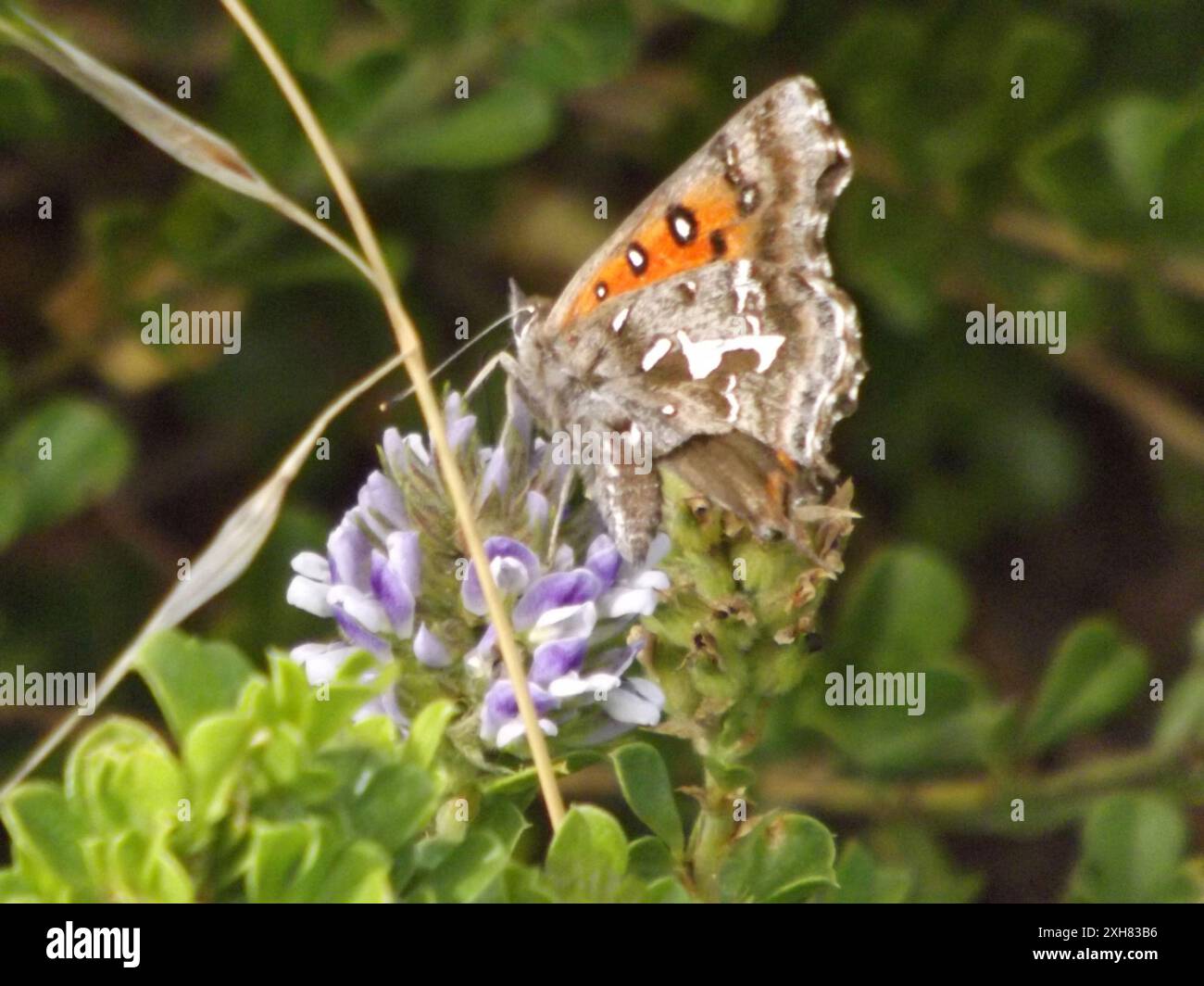 (Phasis thero thero) , Pearly Beach: Among coastal shrubbery Stock ...