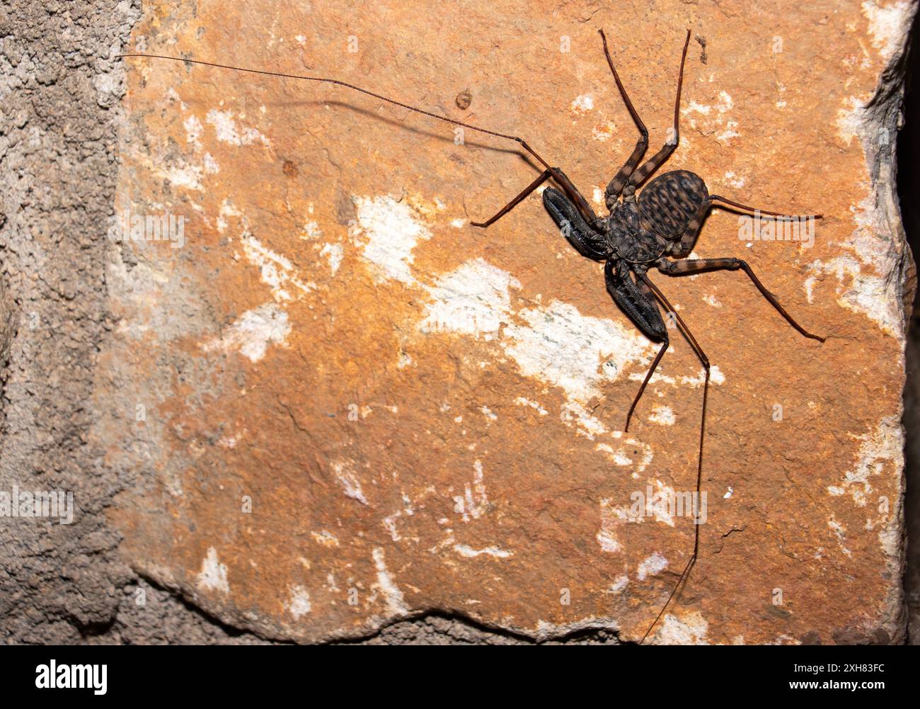 Whip spider hi-res stock photography and images - Alamy