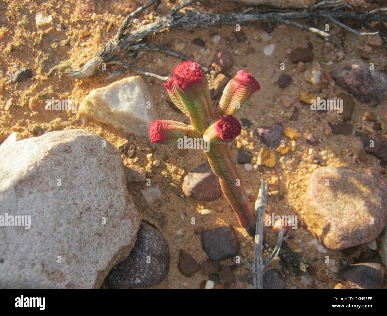 pagoda mini-jade (Crassula pyramidalis) Anysberg Stock Photo - Alamy