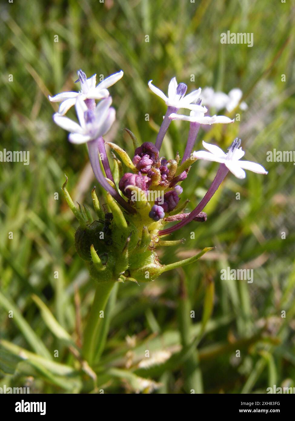 Smooth Pentanisia (Pentanisia angustifolia) R547, Witbank: Tweefontein ...