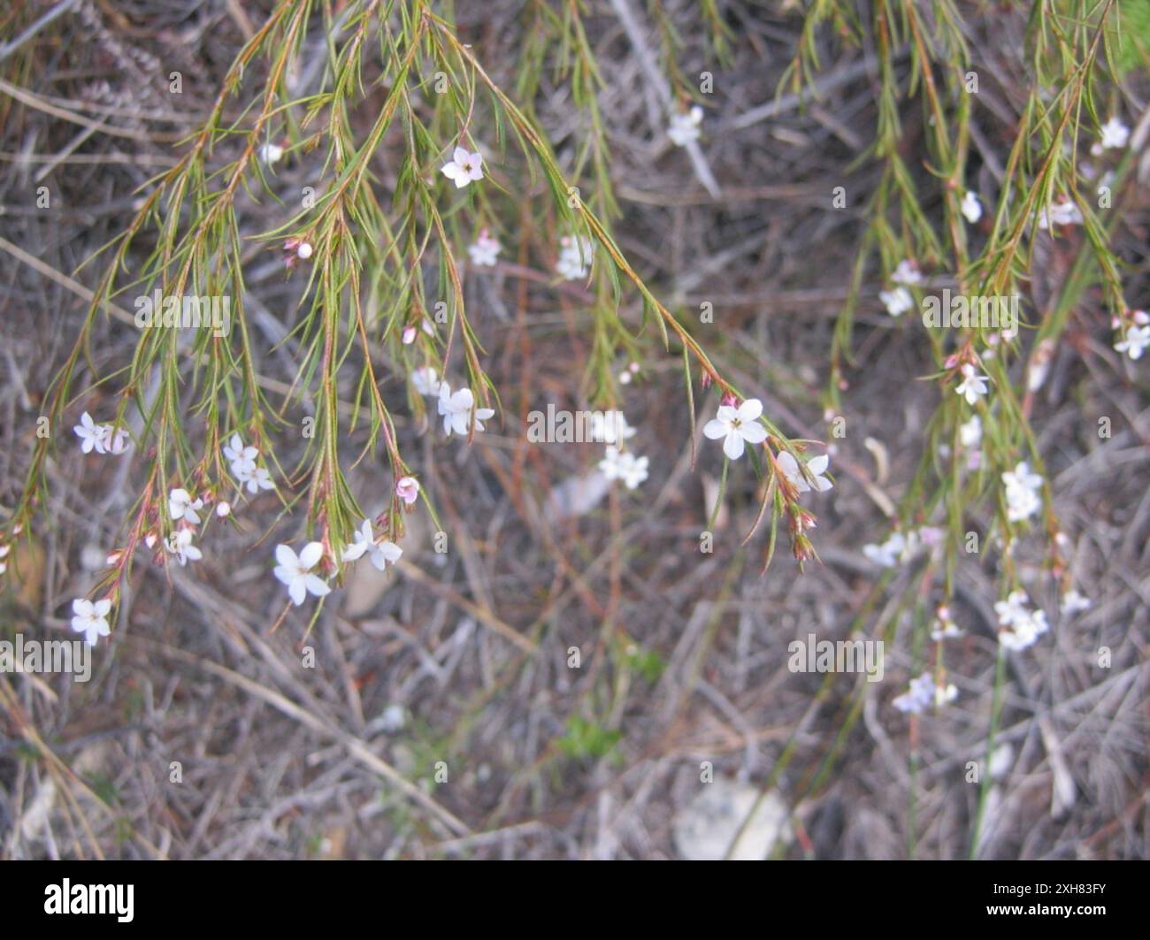 Langeberg Capemay (Coleonema virgatum) Sleeping Beauty Trail Langeberg ...