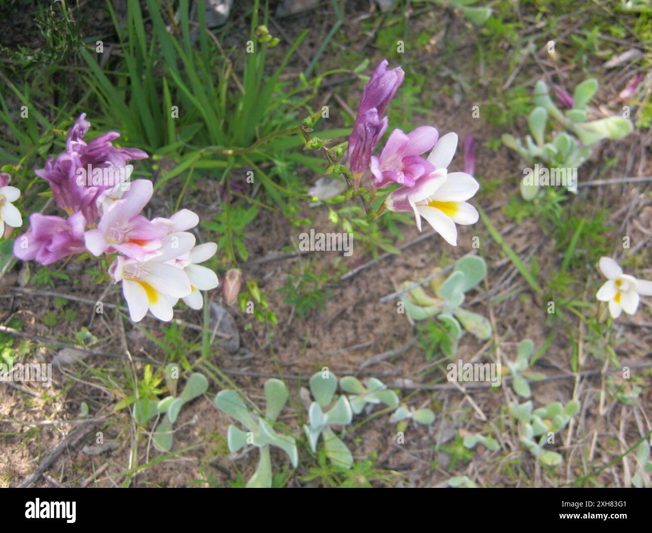 White Kammetjie (Freesia leichtlinii alba) Dune Molerat Reserve Stock ...