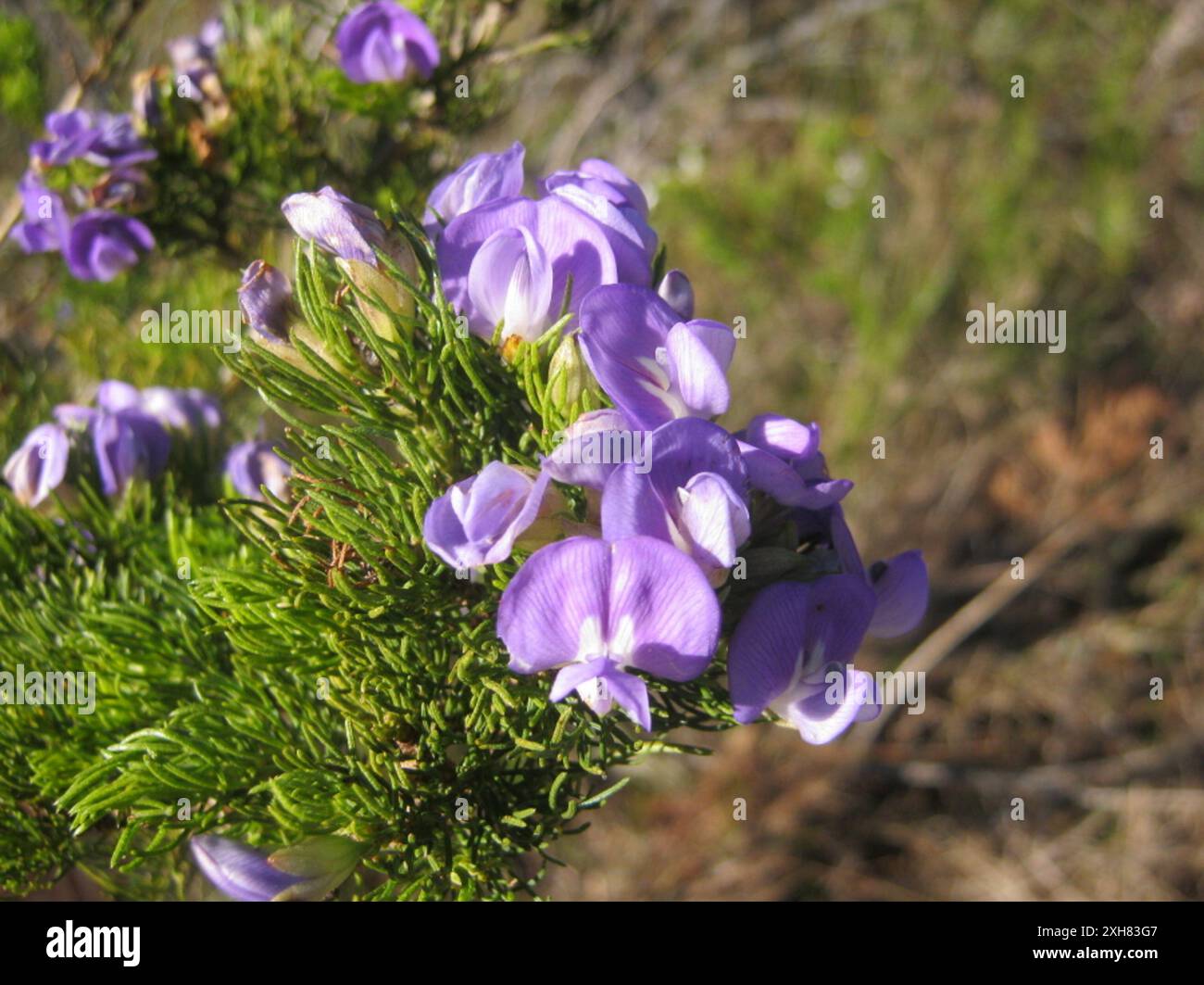 Flashy Fountainbush (Psoralea speciosa) Rooiwaterspruit Trail in the ...