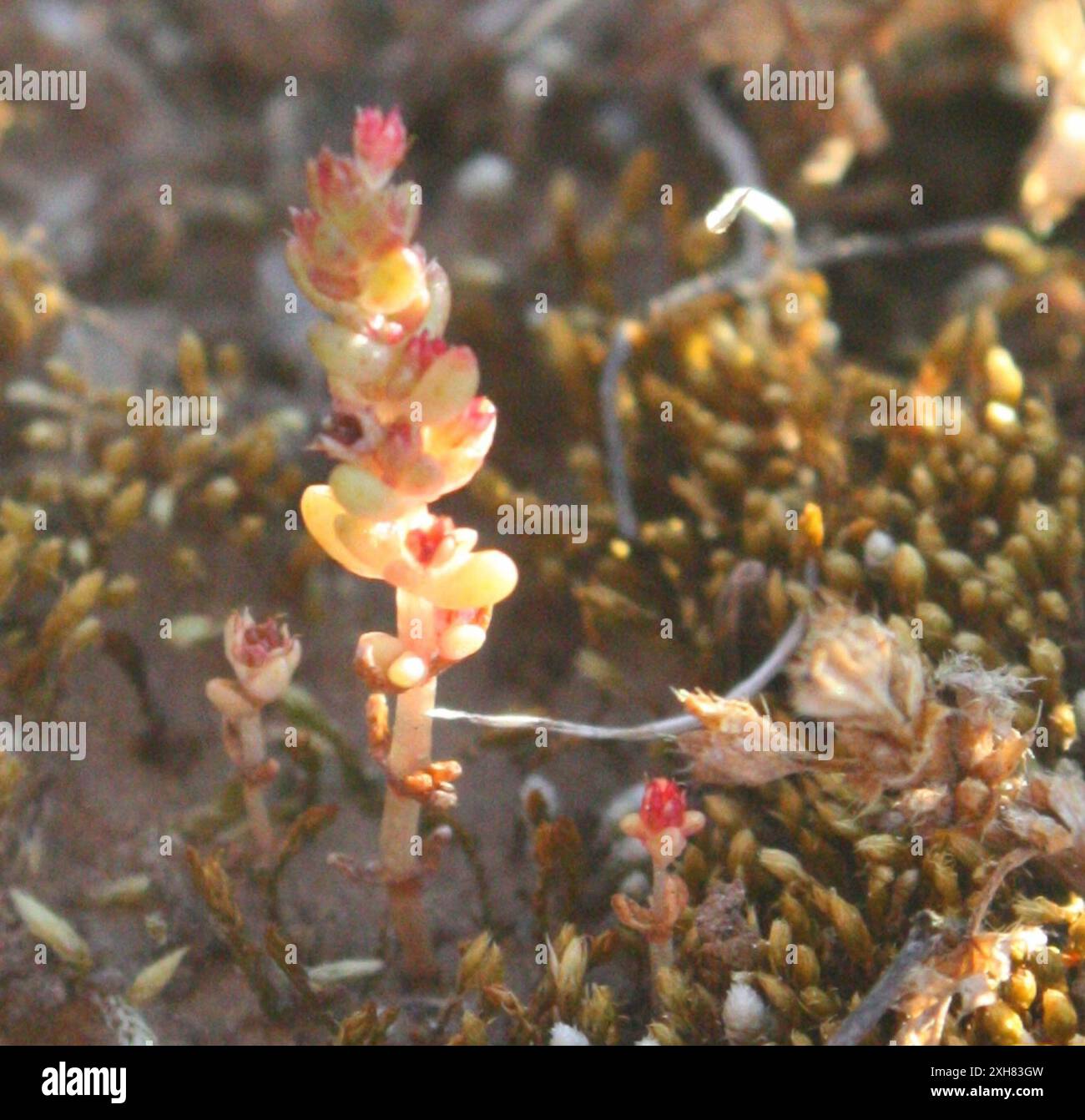 sand pygmyweed (Crassula connata) Redwood City, California, United ...