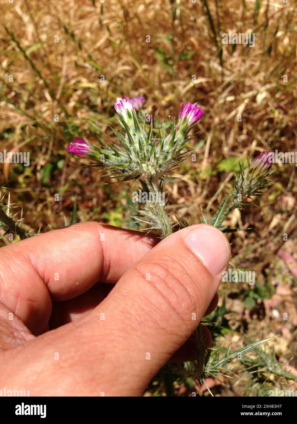 Italian thistle (Carduus pycnocephalus) McLaren Park, San Francisco ...