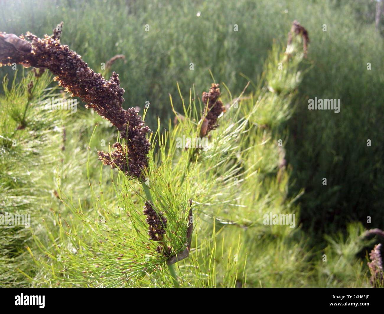Broom reed (Elegia capensis) Jonkersberg in the Outeniquas Stock Photo ...
