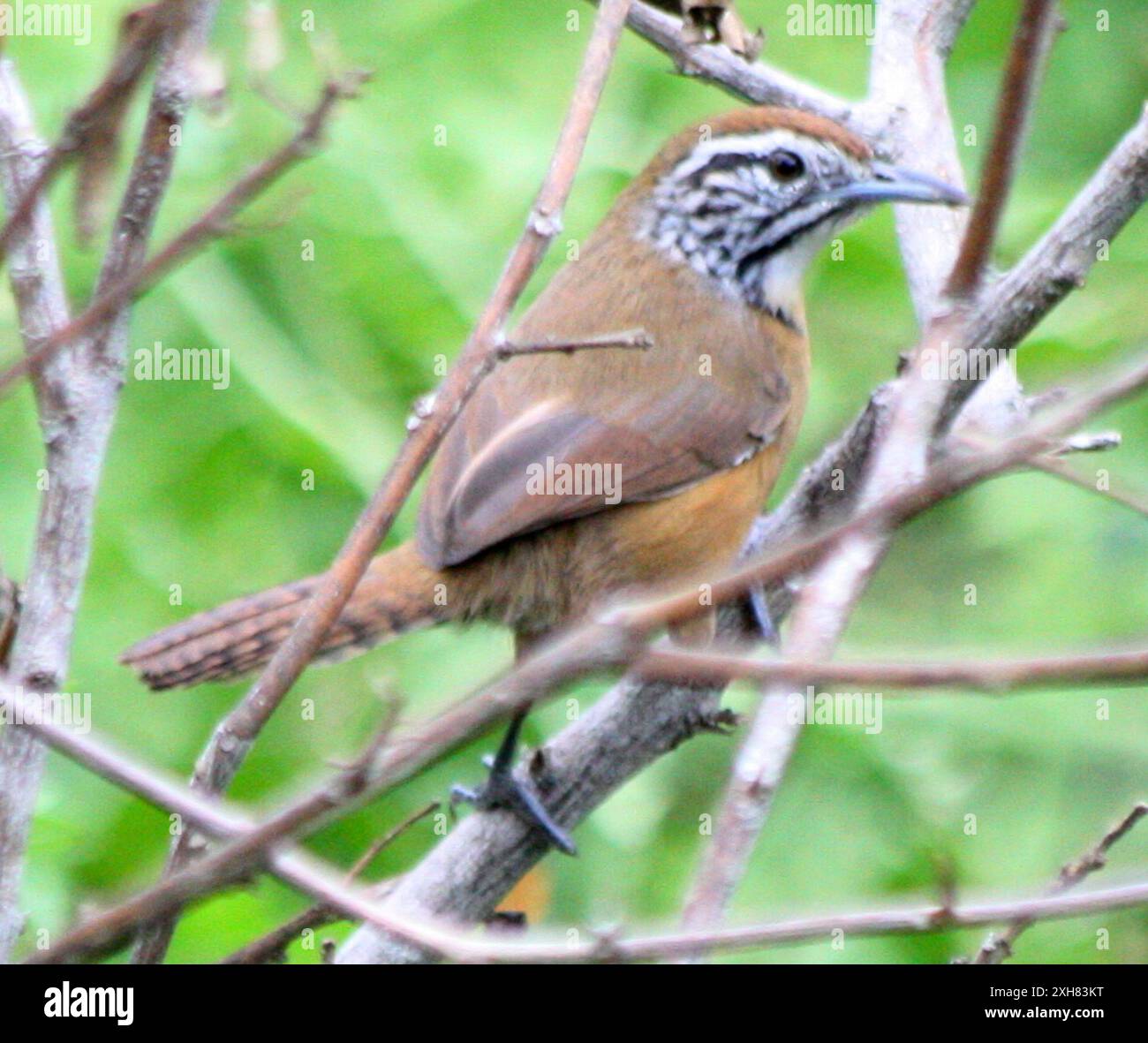 Happy Wren (Pheugopedius felix) El Guamachil Stock Photo - Alamy