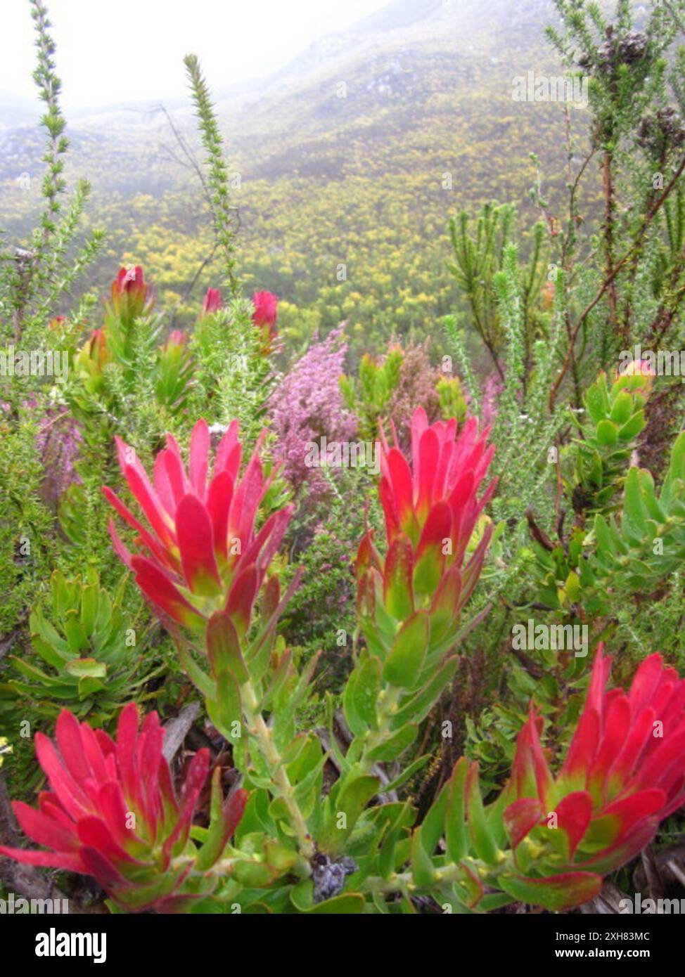Common Pagoda (Mimetes cucullatus) , Attakwaskloof Outeniqua Reserve ...