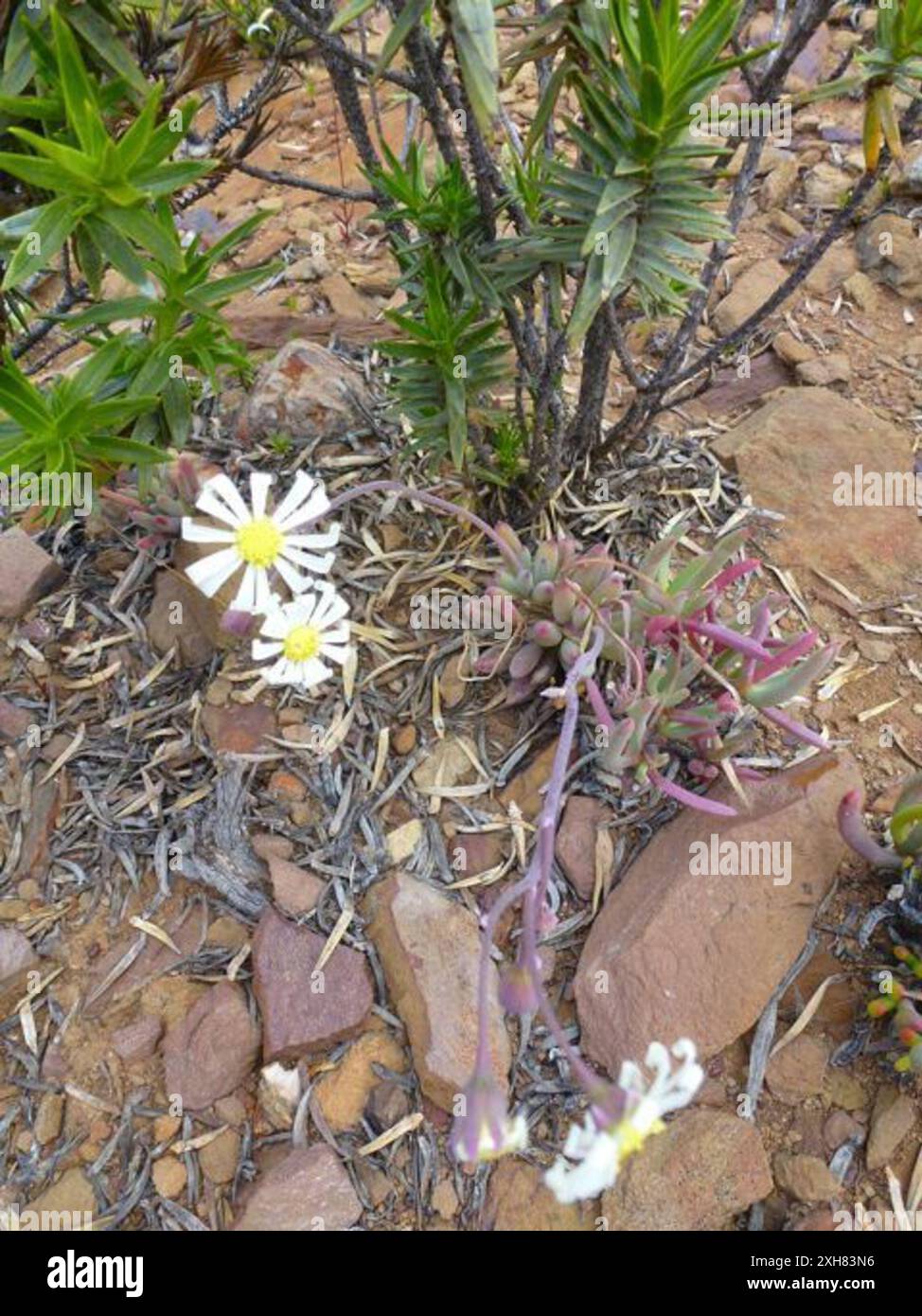 Cluster Fingers (Curio acaulis) , Min Water: Min Water in the Little ...
