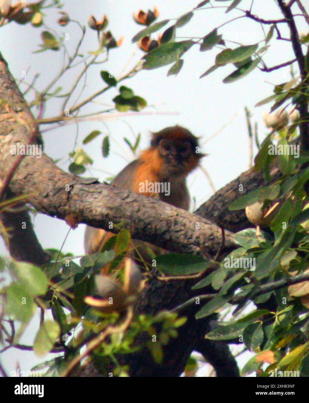 Temminck's Bay Colobus (Piliocolobus badius temminckii) , Senegal Stock ...