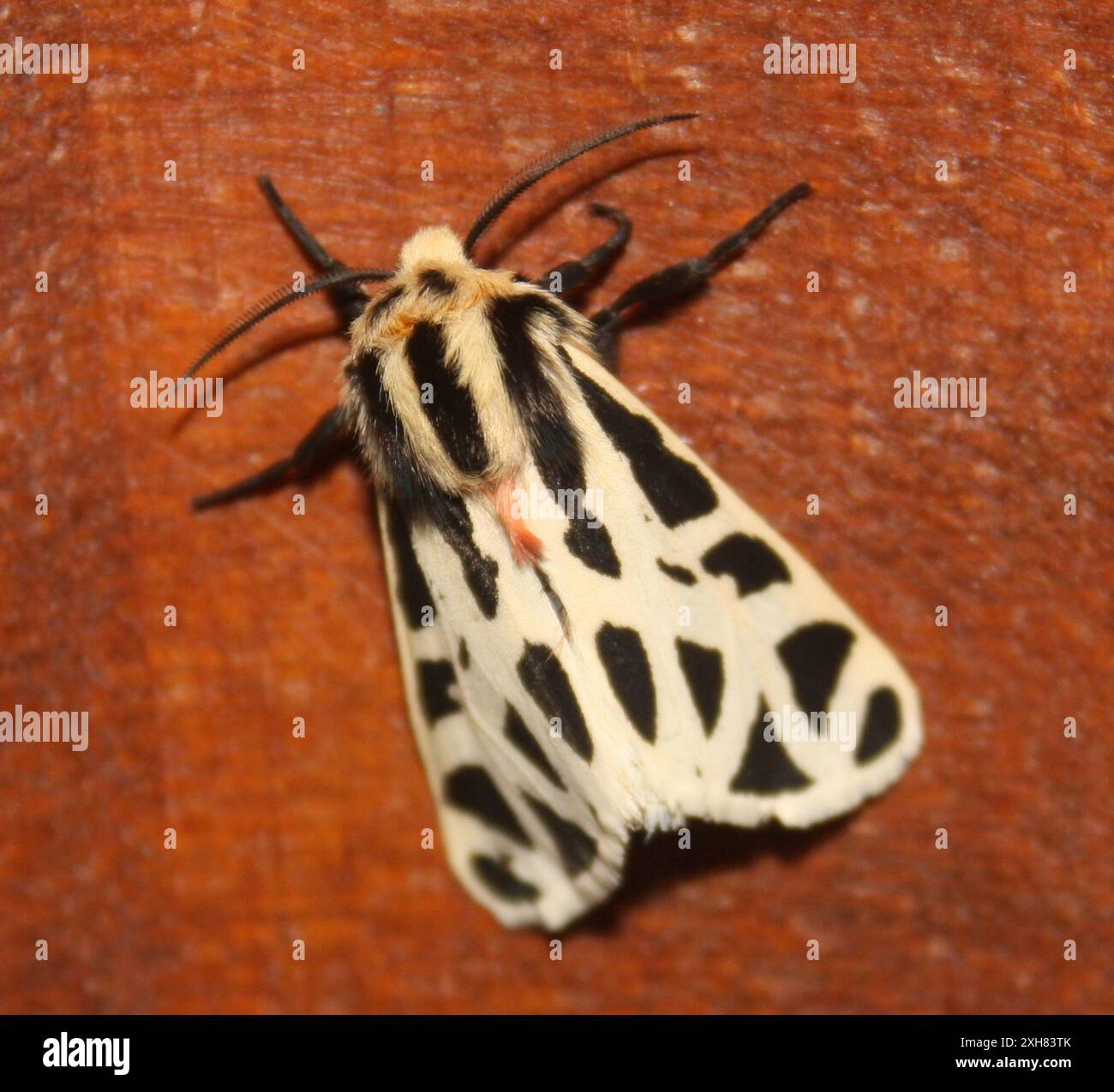 Mexican Tiger Moth (Apantesis proxima) La Mesenia Cabin, colombia Stock ...