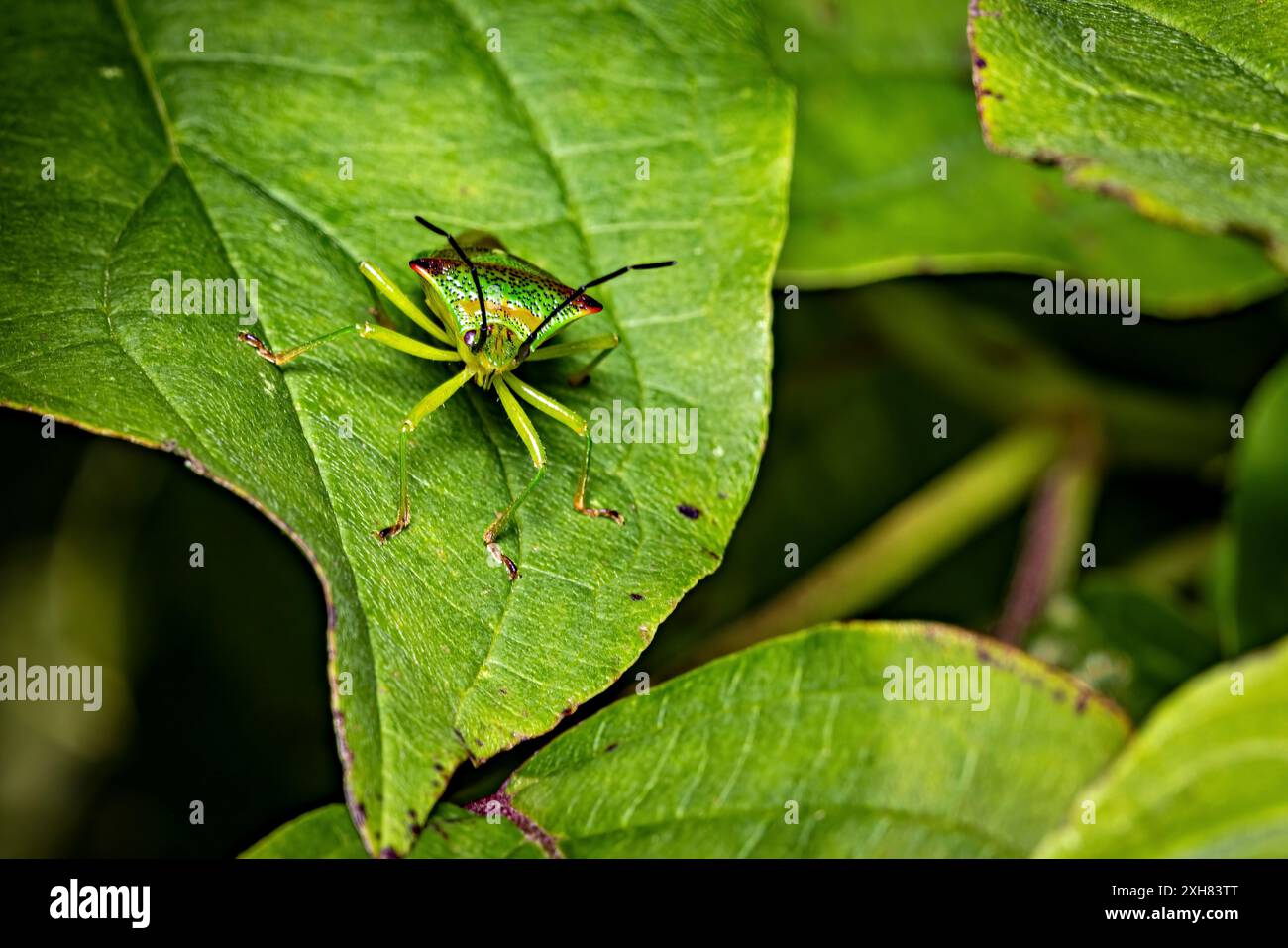 Leave insects hi-res stock photography and images - Alamy