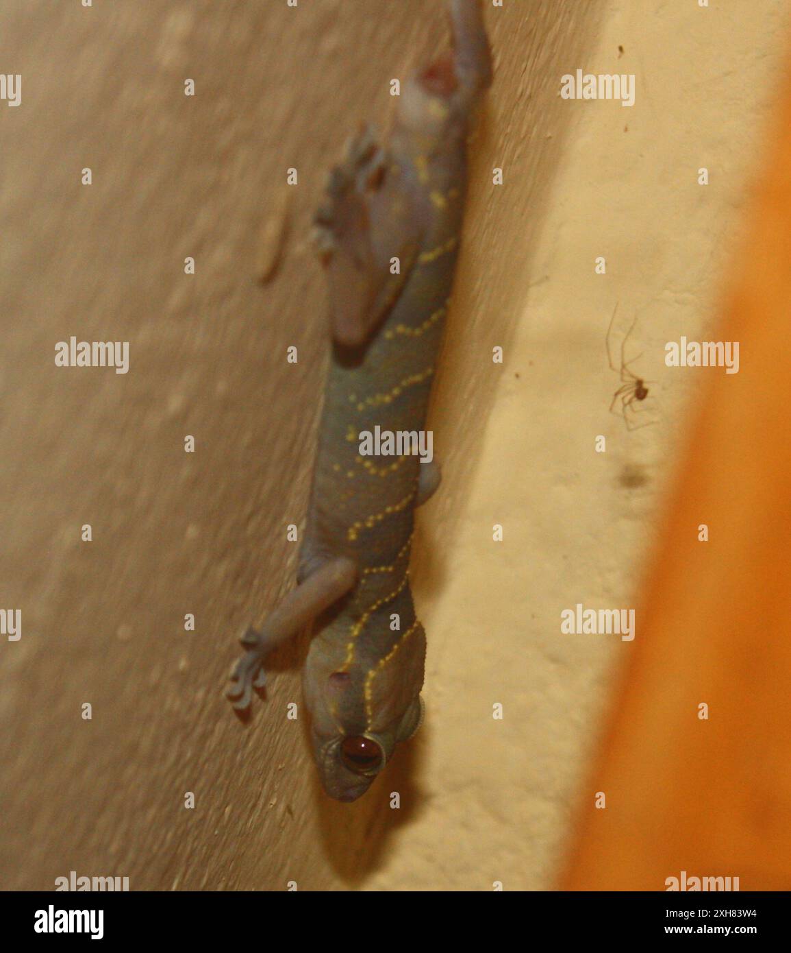 Banded Leaf-toed Gecko (Hemidactylus fasciatus) Tai National Park Stock ...