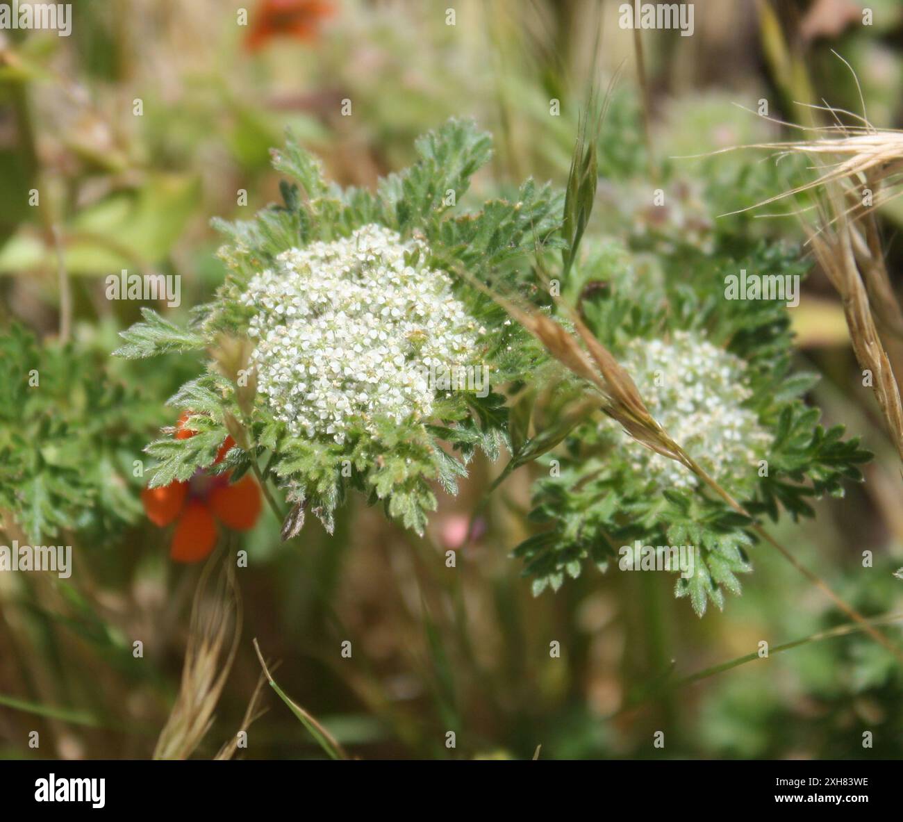 American wild carrot (Daucus pusillus) Abbott's Lagoon Stock Photo - Alamy