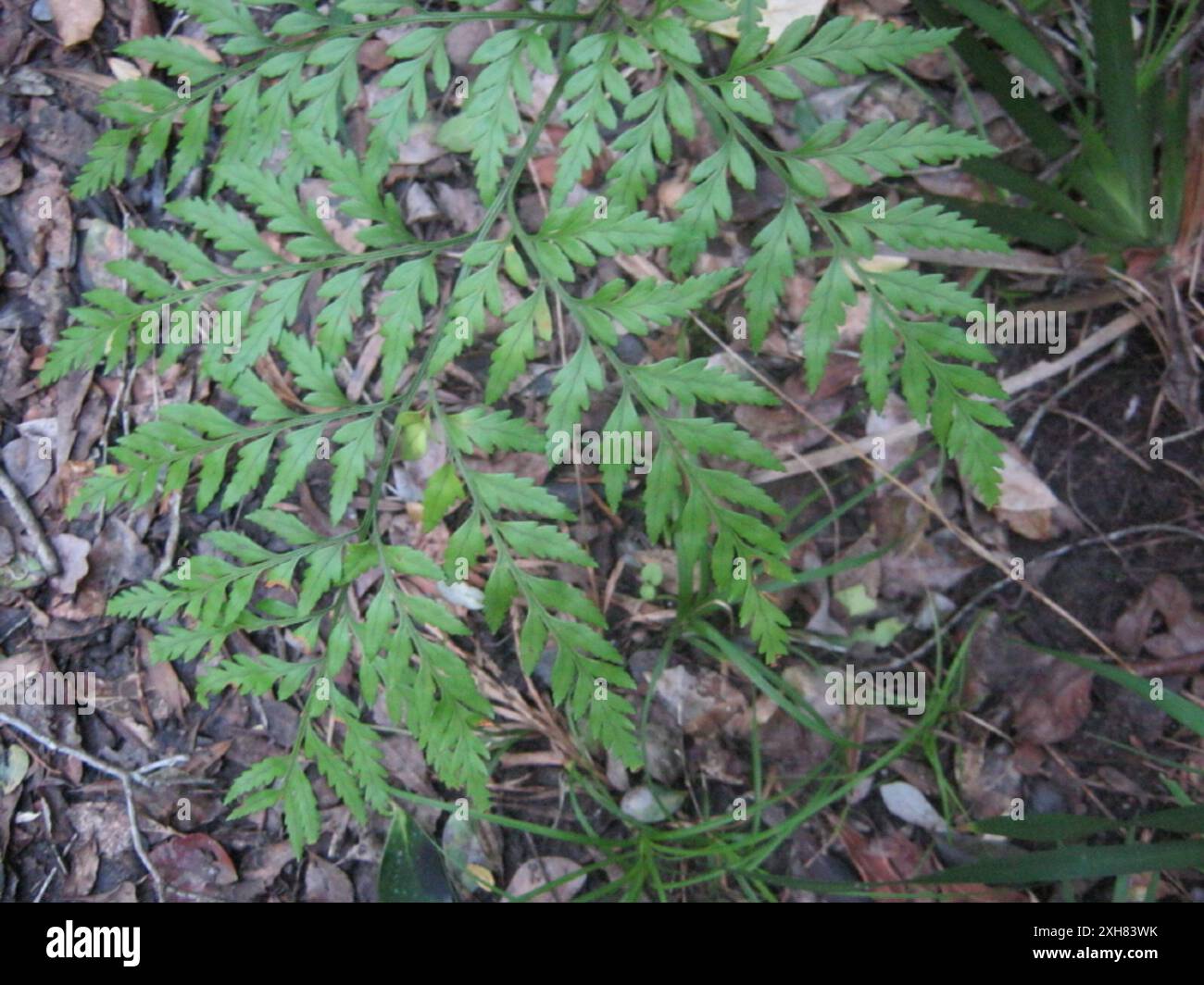 leatherleaf fern (Rumohra adiantiformis) Strawberry Hill Fern Trail ...