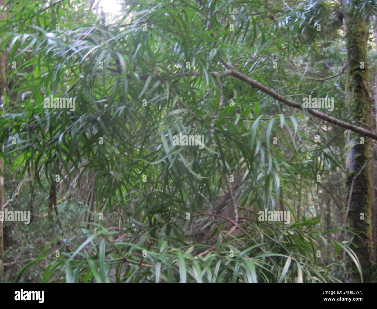 Outeniqua Yellowwood (Afrocarpus falcatus) Strawberry Hill Fern Trail ...