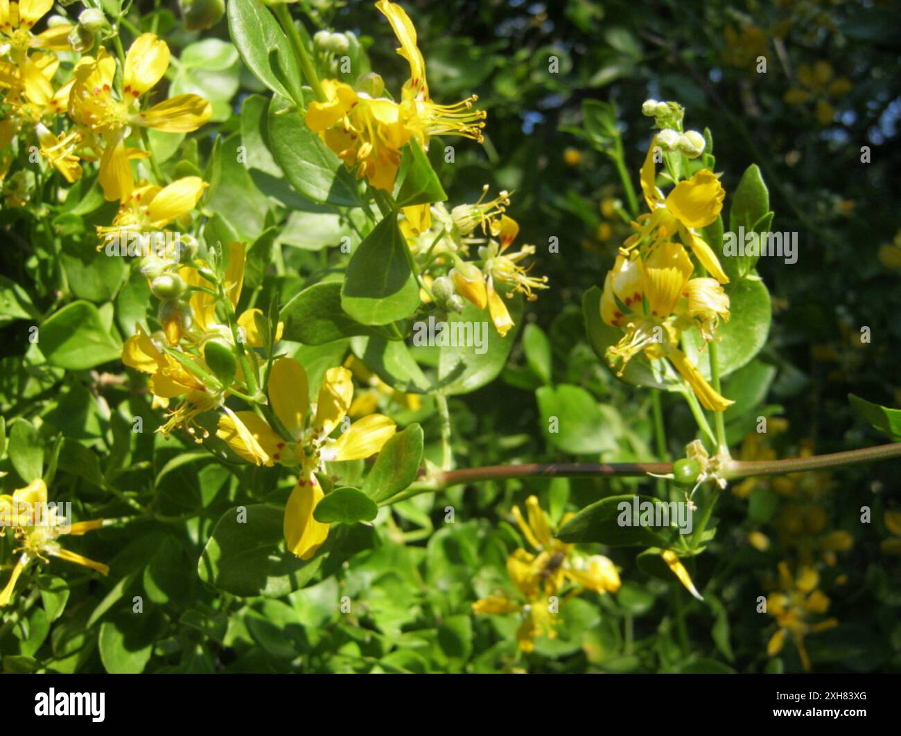 Slime Twinleaf (Roepera foetida) Gamkaberg entrance to Tierkloof Stock ...