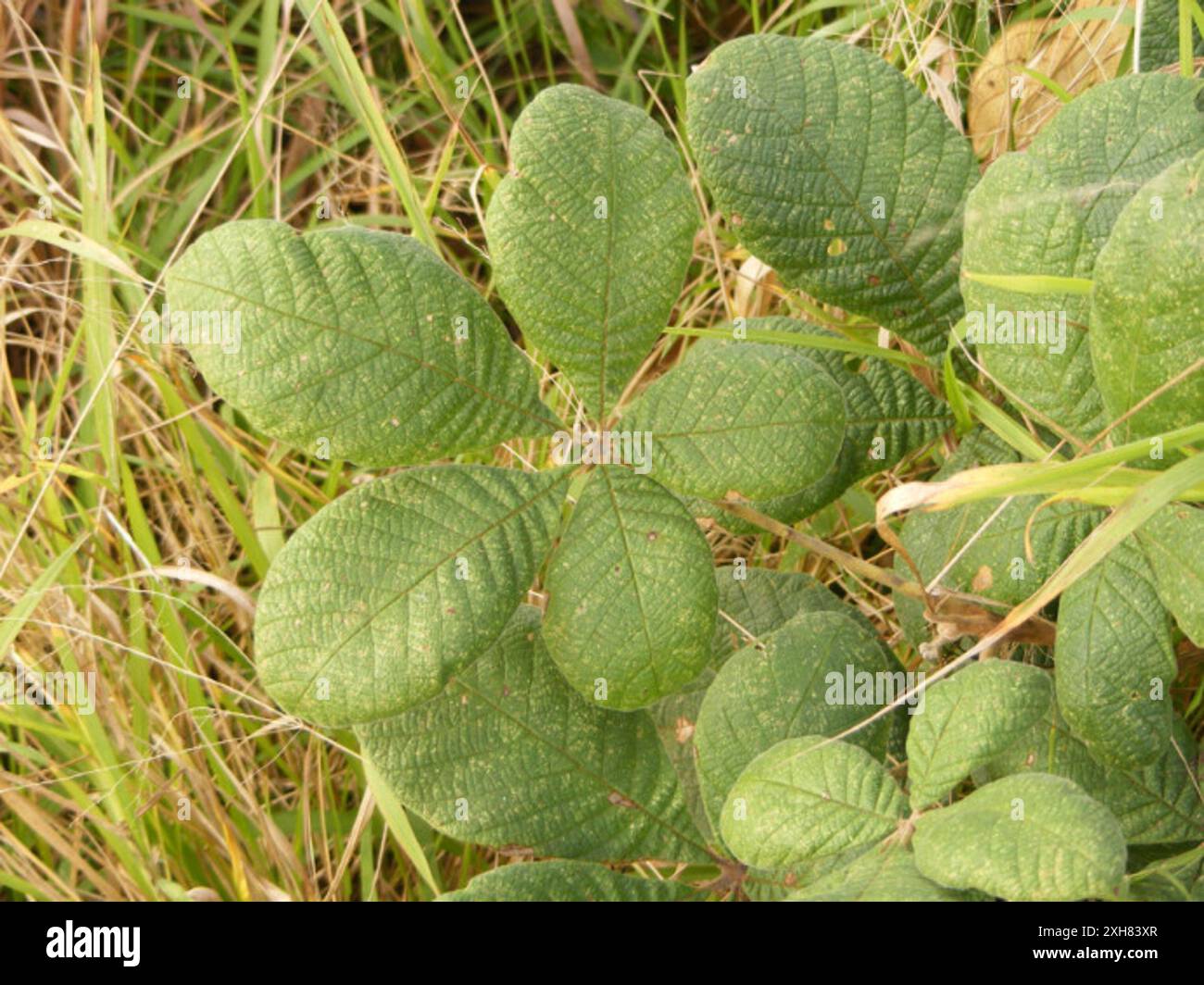 chocolate-berry (Vitex payos) Inhassoro, Inhambane: Sasol pipeline ...