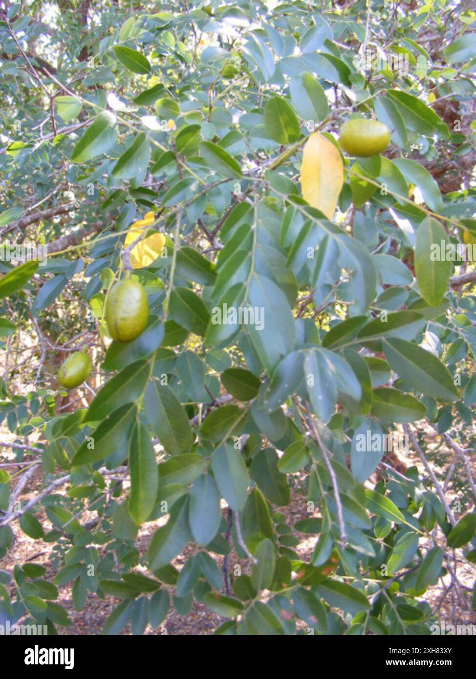 Nyala tree xanthocercis zambesiaca hi-res stock photography and images ...