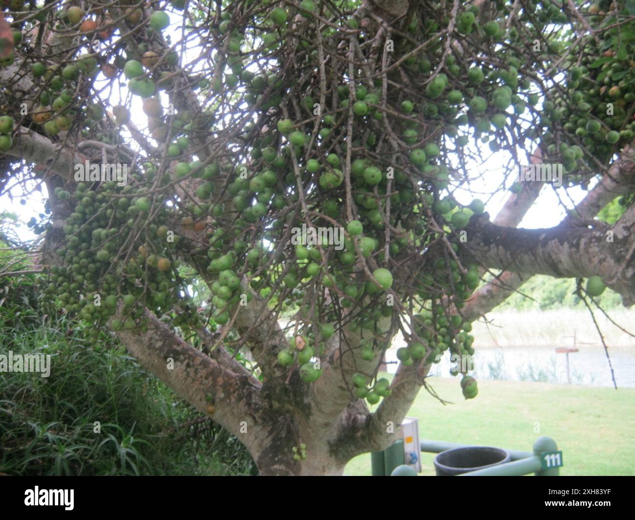 Cape Fig (Ficus sur) Wilderness National Park Giant Kingfisher Trail ...