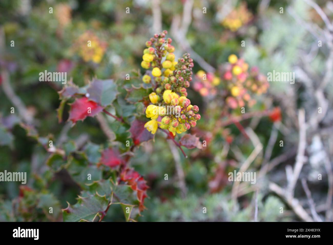 Berberis pinnata hi-res stock photography and images - Alamy