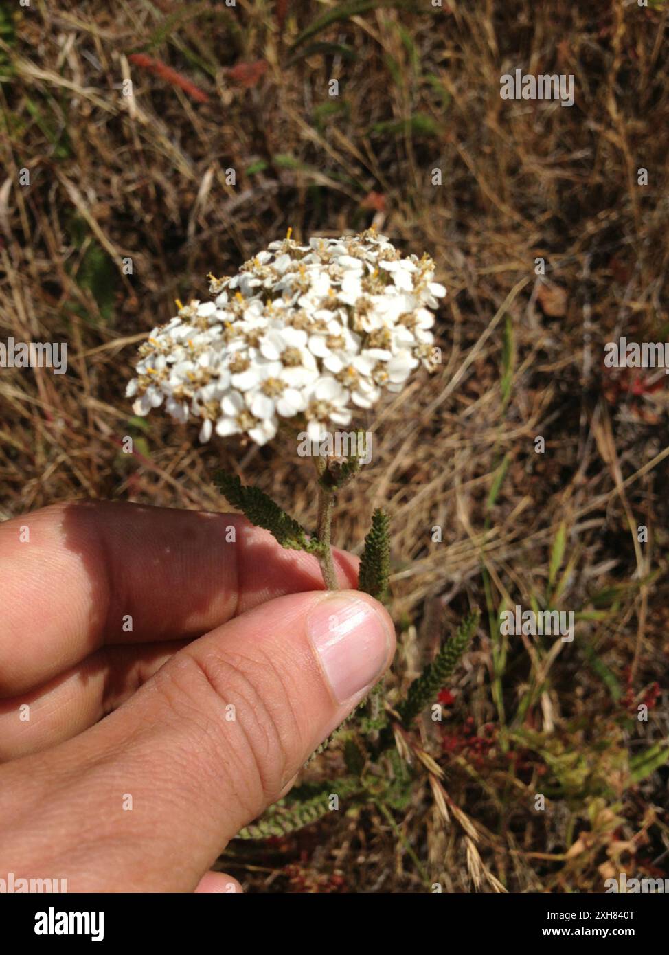 common yarrow (Achillea millefolium) Milagra Ridge, Pacifica ...