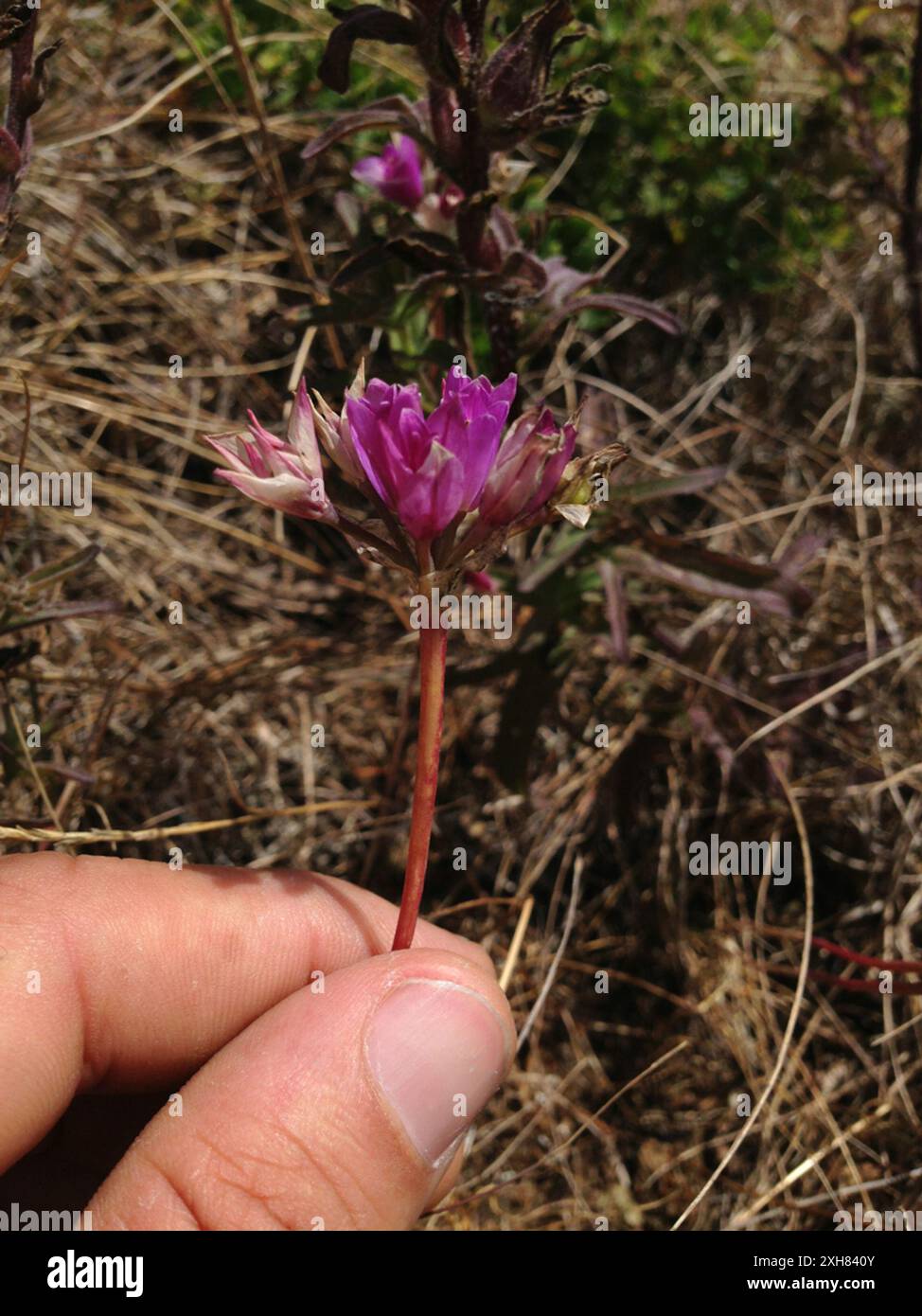 coastal onion (Allium dichlamydeum) Milagra Ridge, Pacifica, California ...