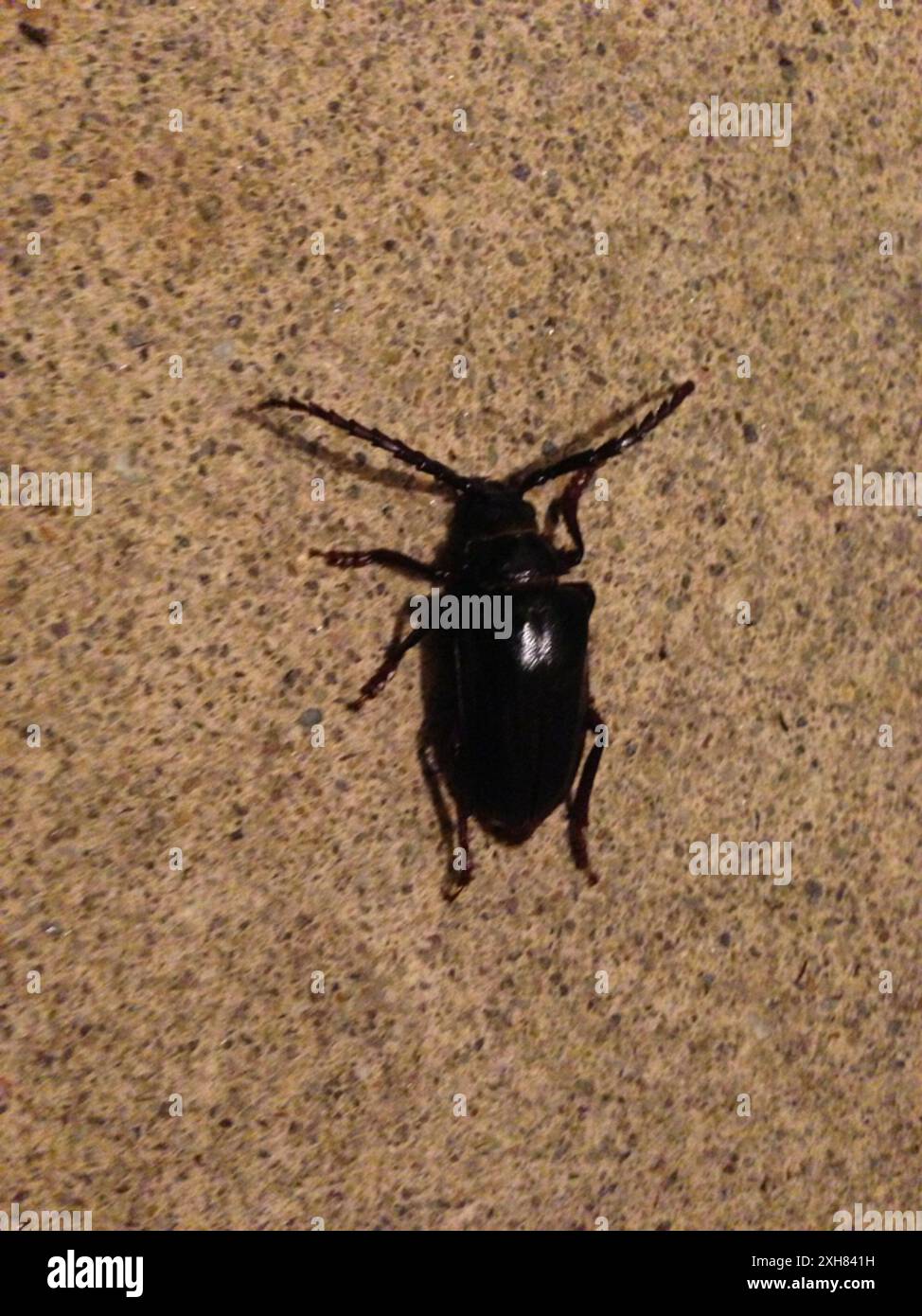 Tooth-necked Longhorn Beetle (Prionus pocularis) 1605 Del Mar Dr ...