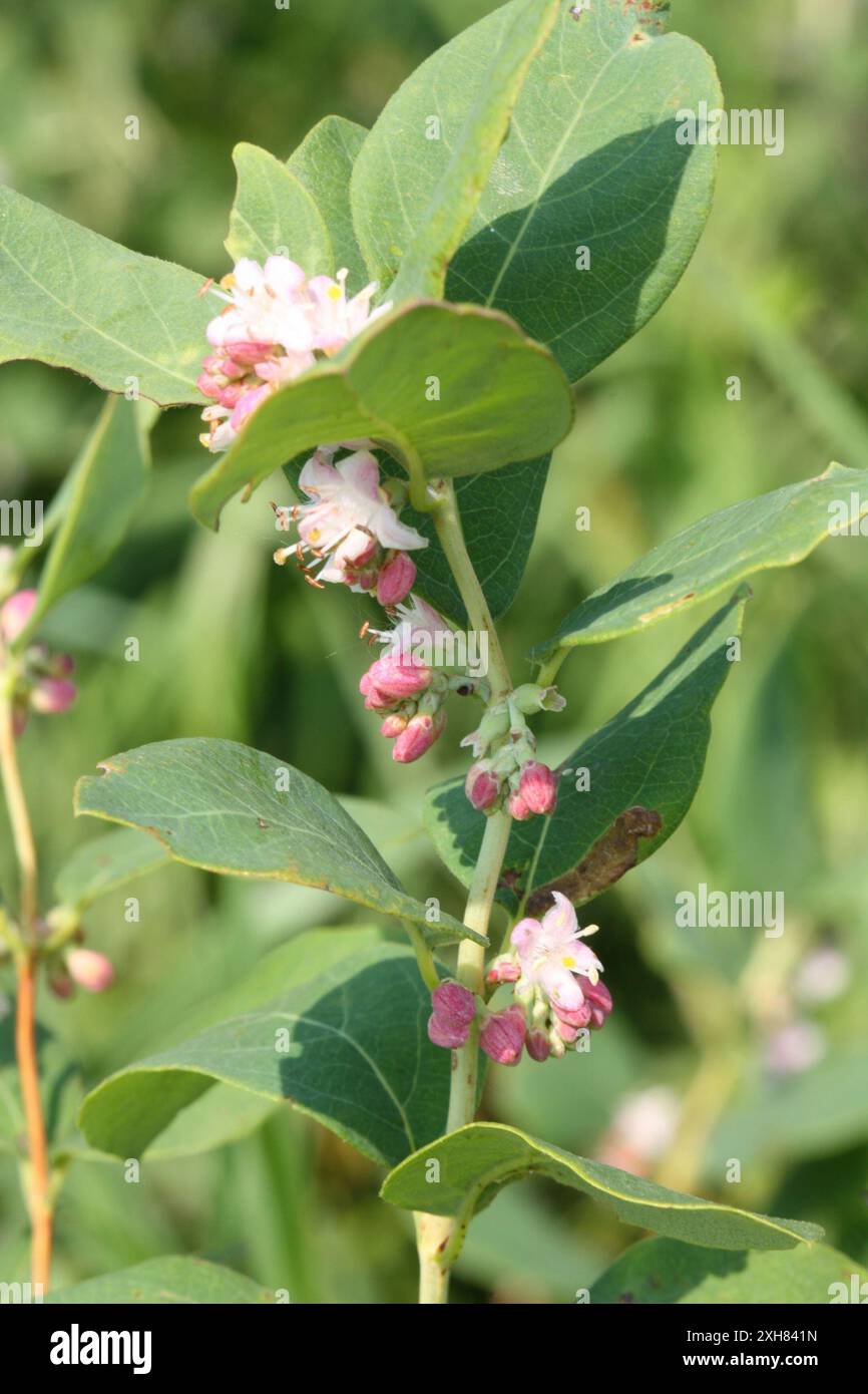 Western Snowberry (Symphoricarpos occidentalis) Sioux Falls Stock Photo ...