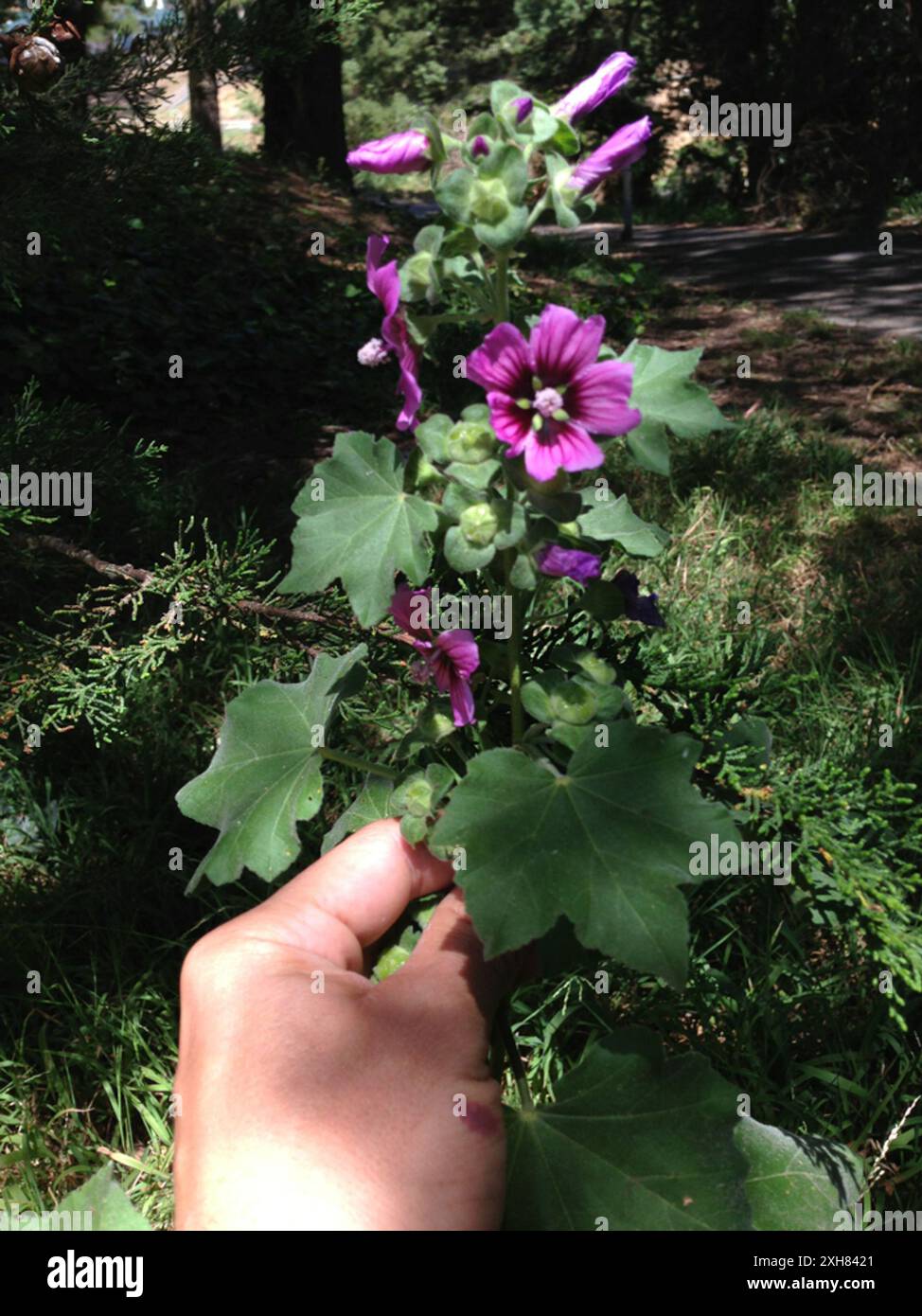 Tree Mallow (Malva arborea) McLaren Park, San Francisco, California, US ...