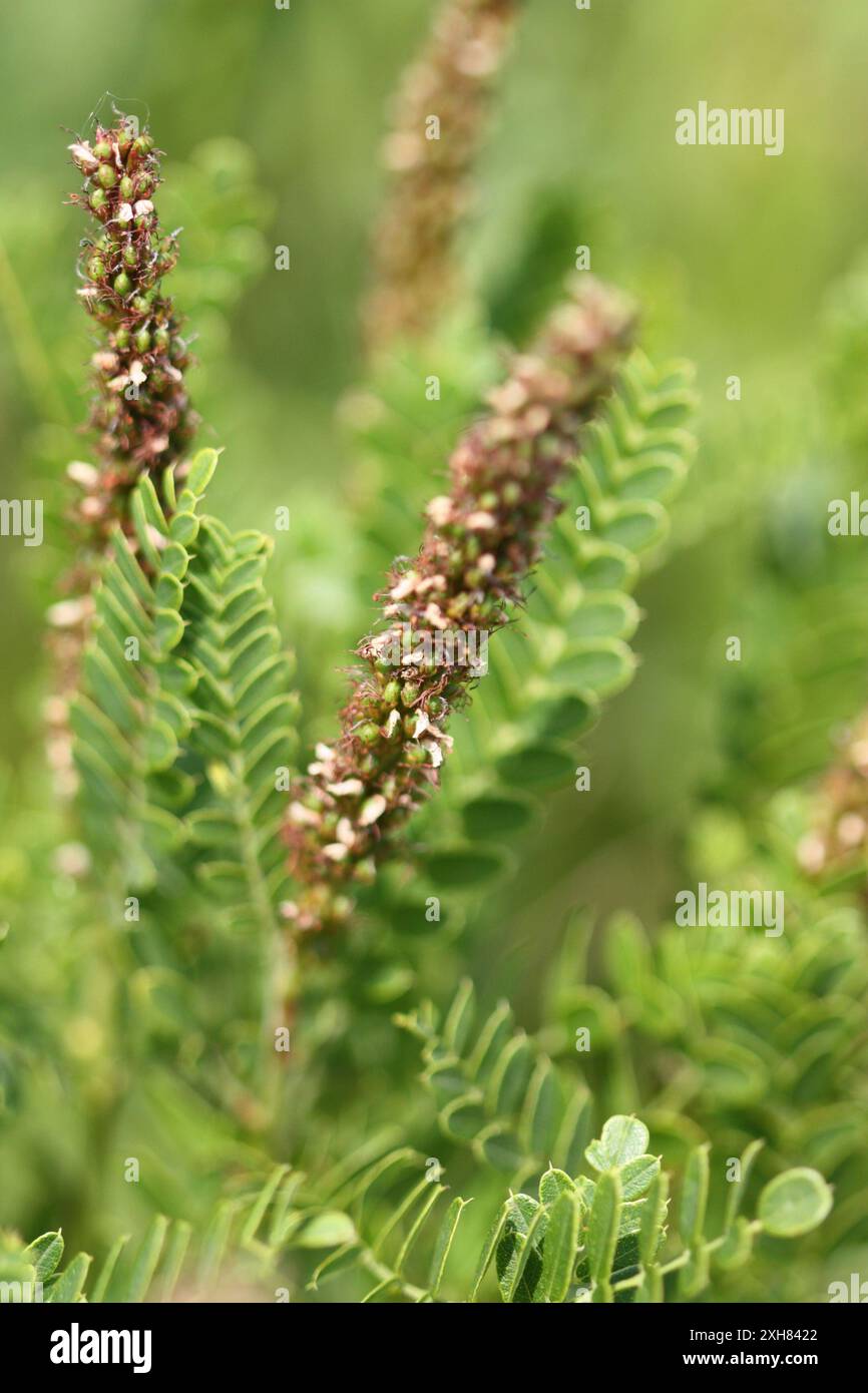 Fragrant Indigobush (Amorpha nana) Minnehaha County, US-SD, US Stock ...