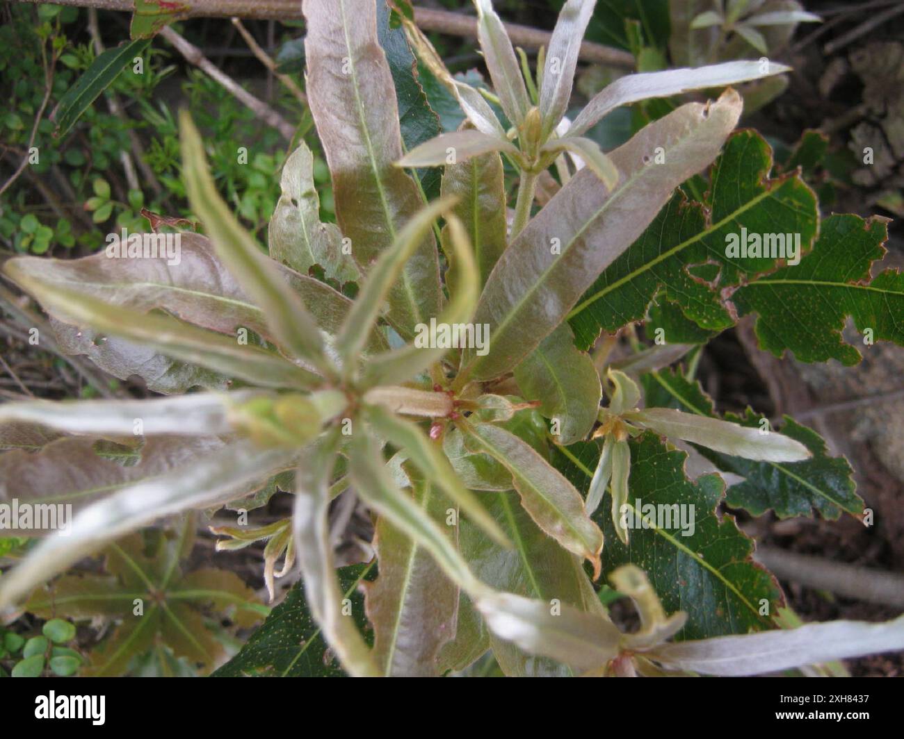 Brabejum hi-res stock photography and images - Alamy