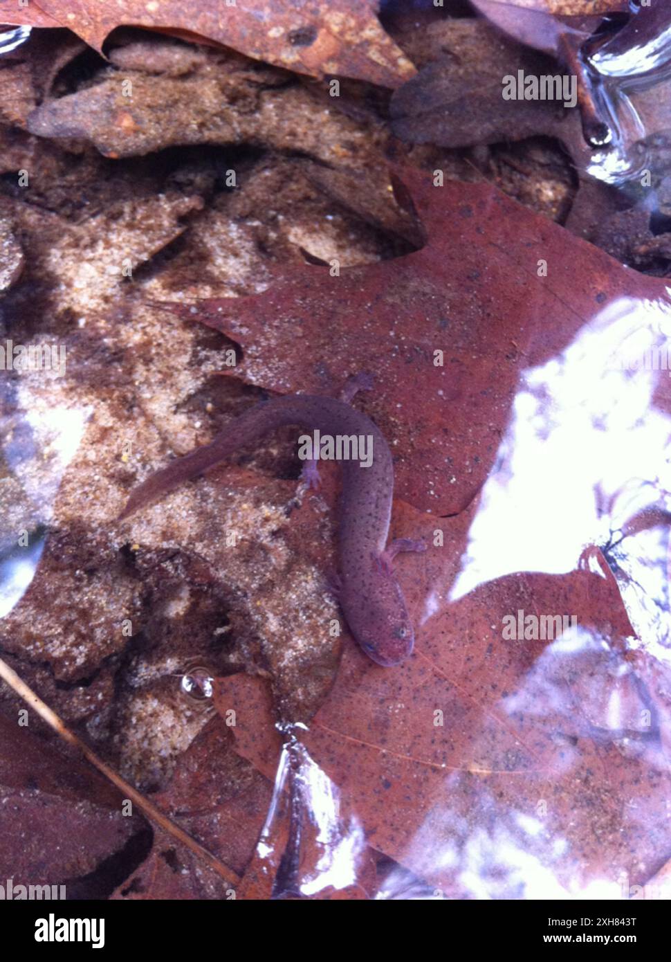 Red Salamander (Pseudotriton ruber) Ohio, US Stock Photo - Alamy