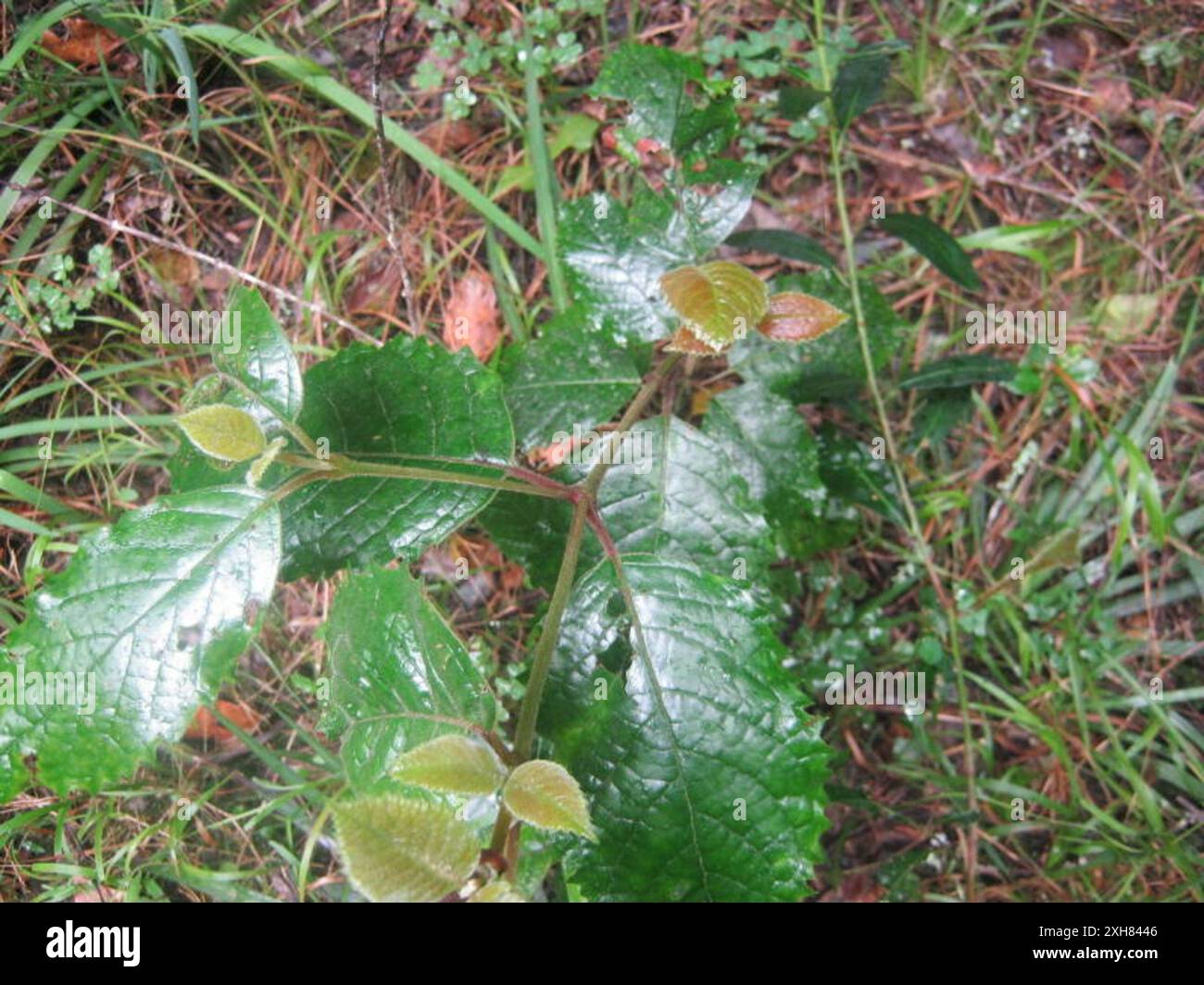 Assegai tree hi-res stock photography and images - Alamy