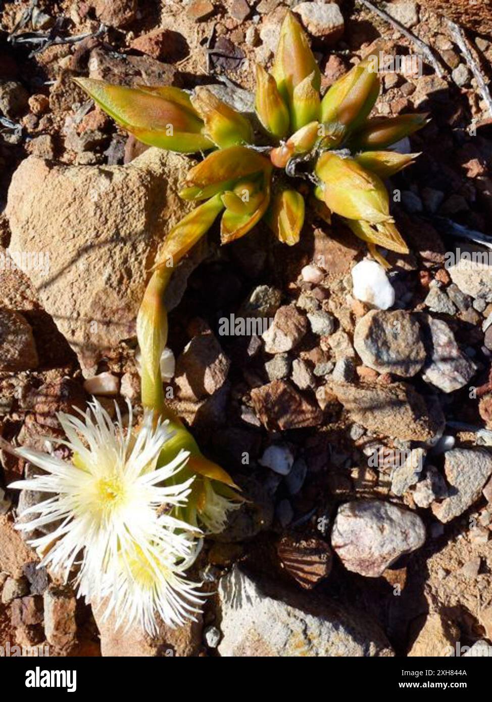 Namaqua Skeletonfig (Mesembryanthemum tortuosum) , Eden, ZA-WC, ZA ...