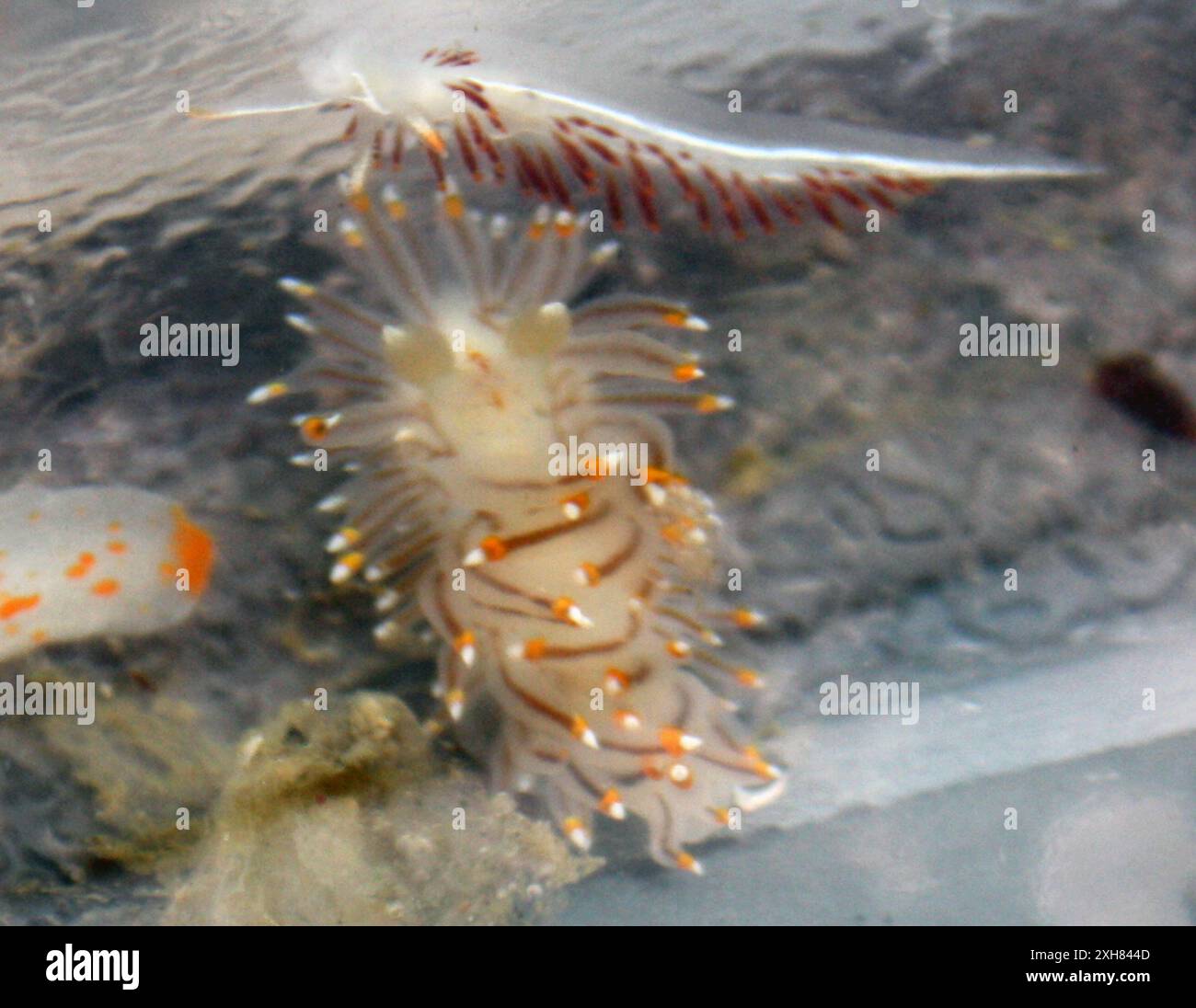 White-and-orange-tipped Nudibranch (Antiopella fusca) , pillar point CA ...